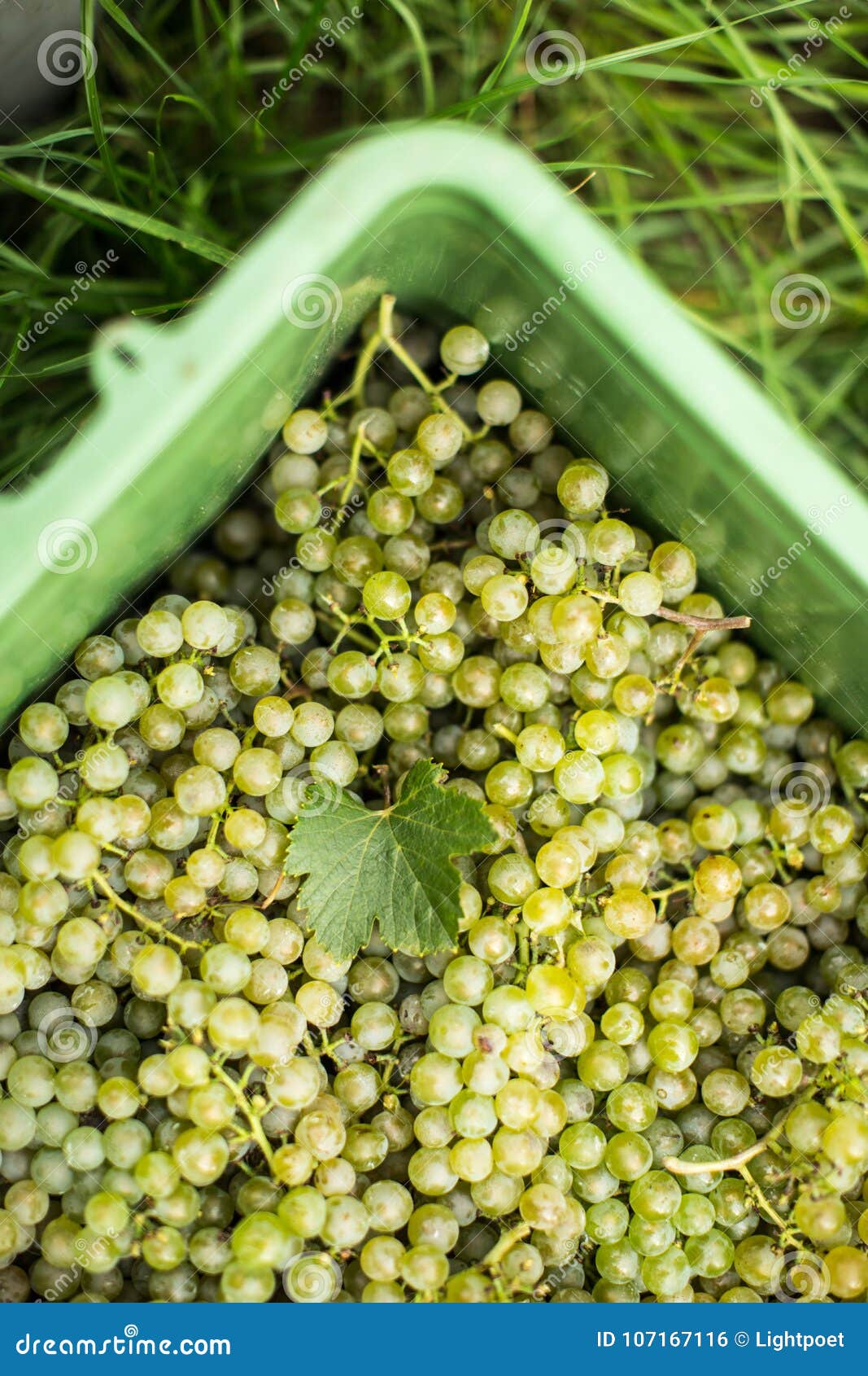 White Wine Grapes in a Plastic Box Stock Photo - Image of fruit, grow ...