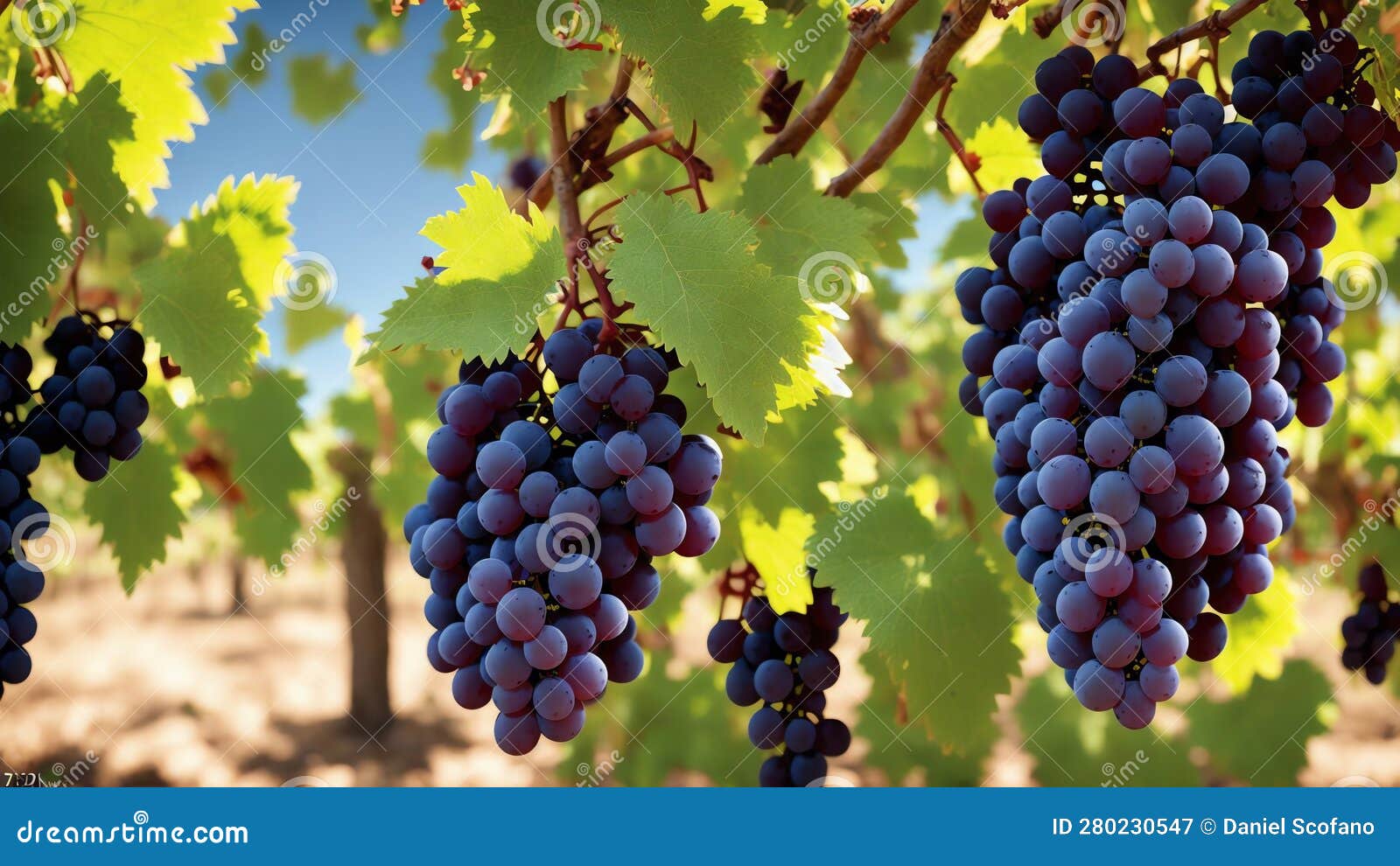 White Wine by Grapes in Shade. Overlooking Vineyard Field Stock ...