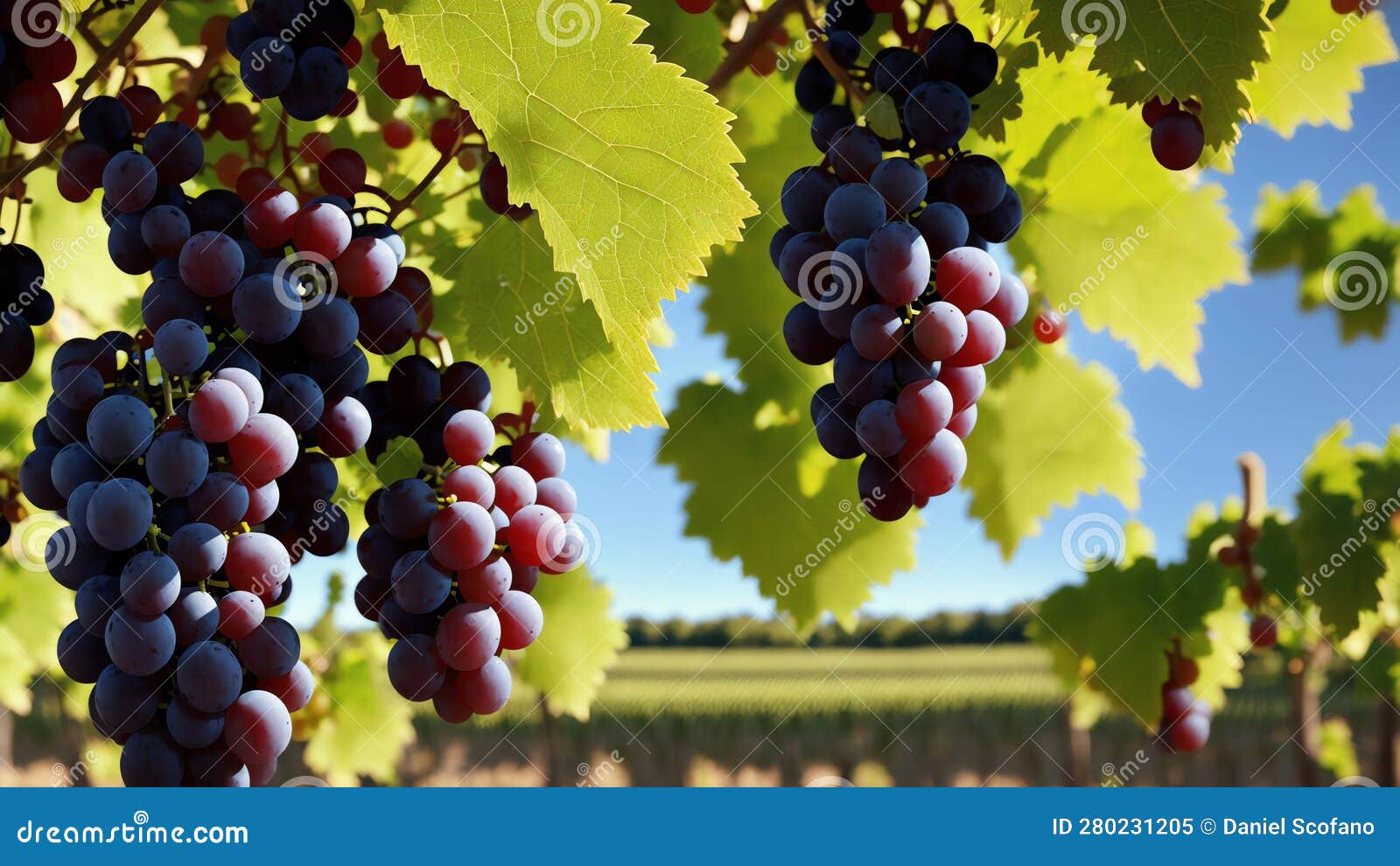 White Wine by Grapes in Shade. Overlooking Vineyard Field Stock ...