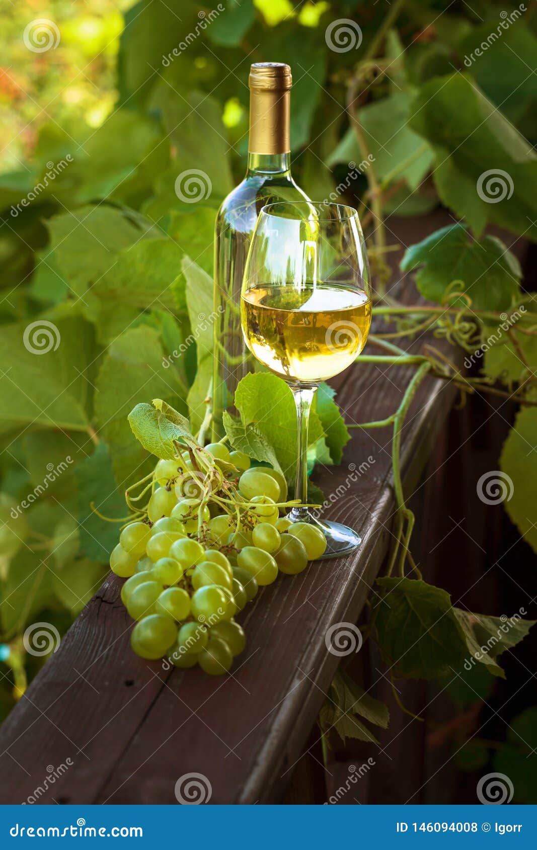 White wine in vineyard stock photo. Image of plant, bunch - 146094008 White wine in vineyard stock photo. Image of plant, bunch - 146094008
