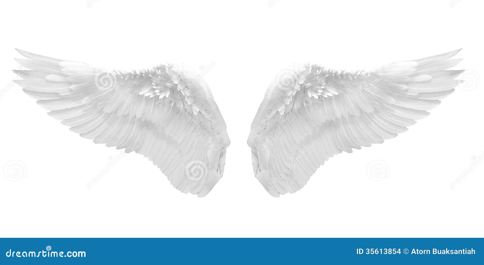 White wing isolated stock photo. Image of purity, concept - 35613854