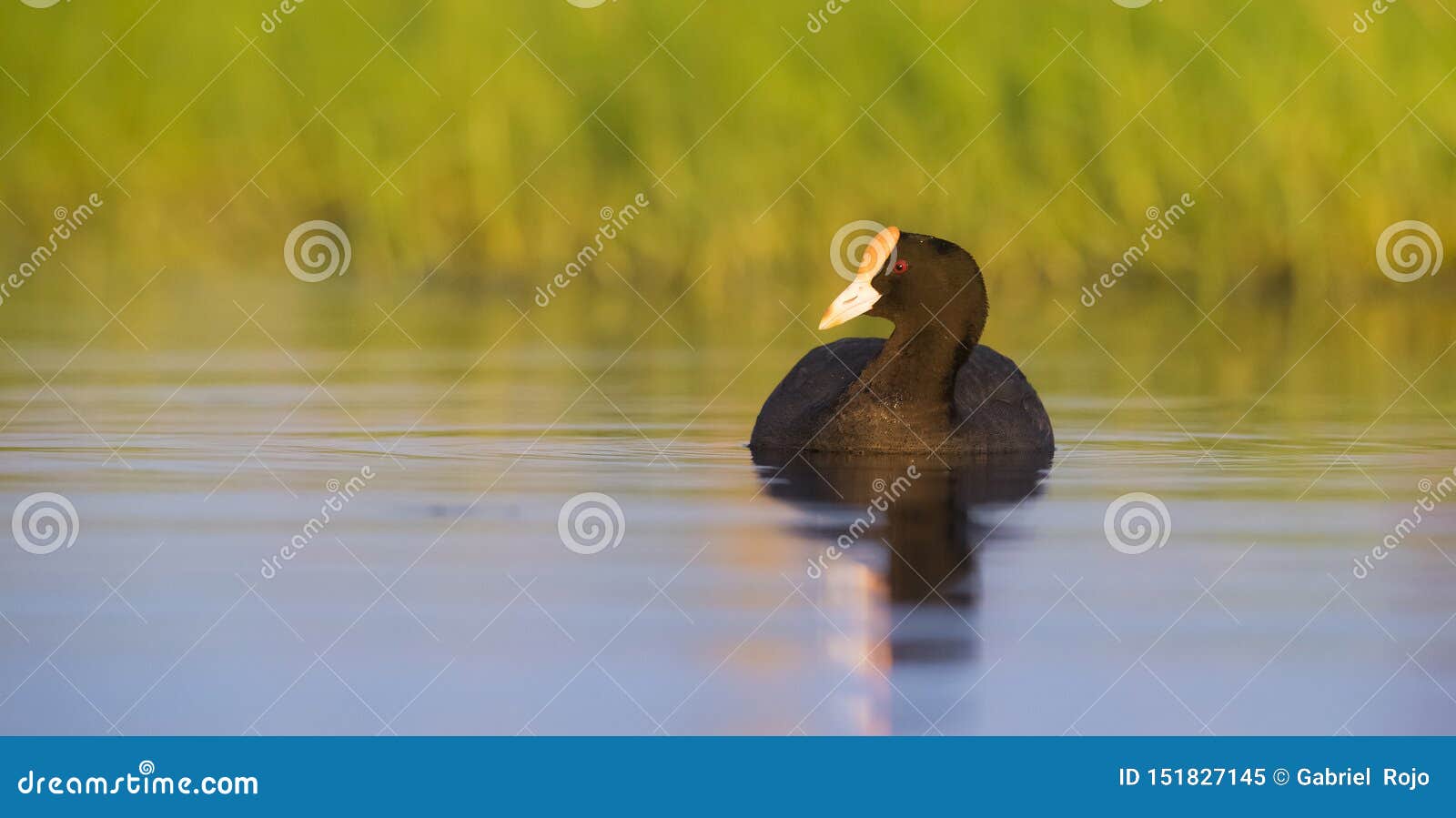 White winged coot stock image. Image of wetland, latin - 151827145