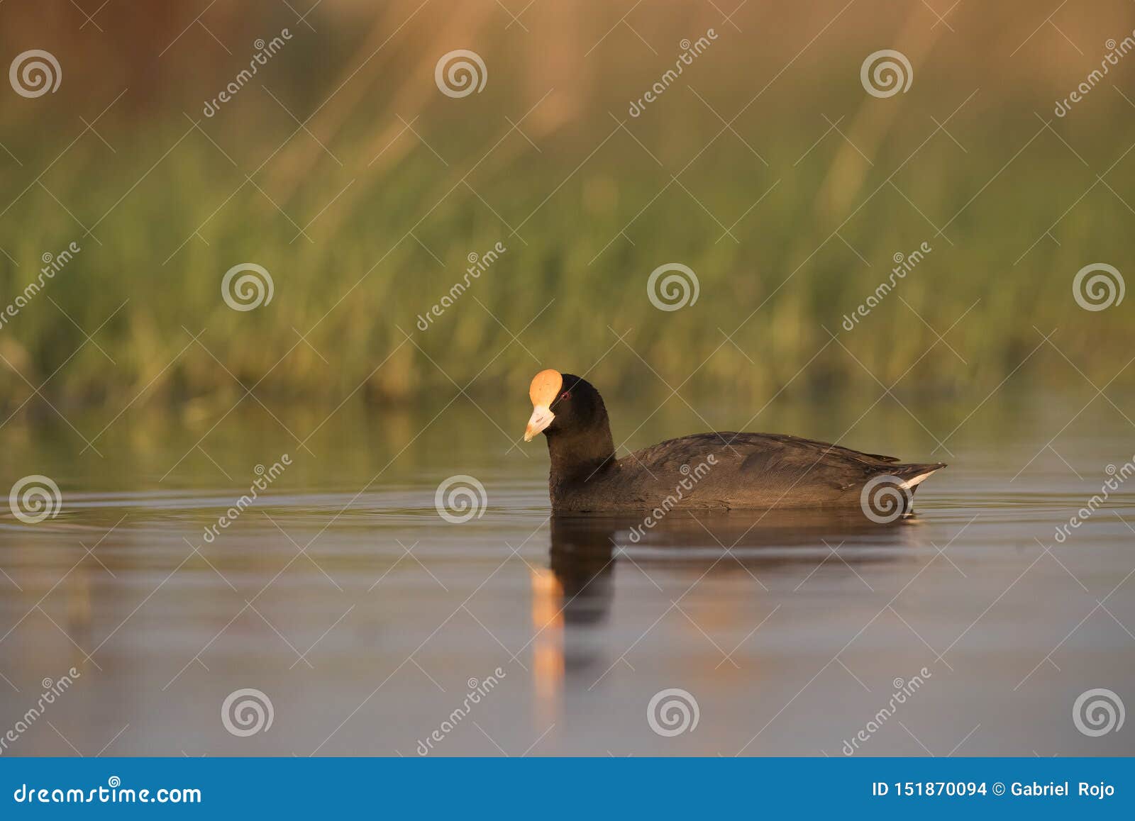 White winged coot stock photo. Image of pampa, south - 151870094