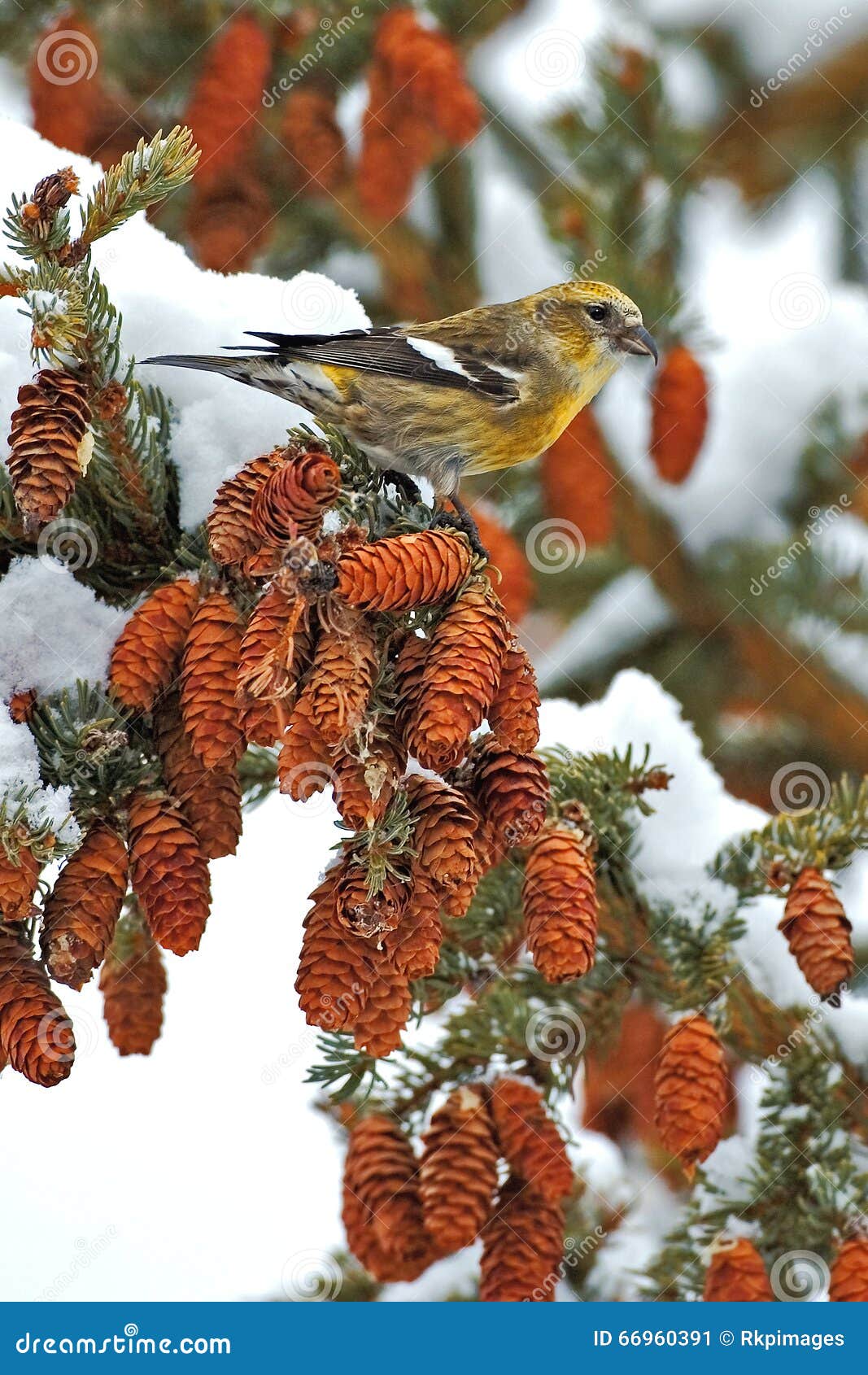 White Winged Cross-bill in Tree Stock Image - Image of perched, season ...