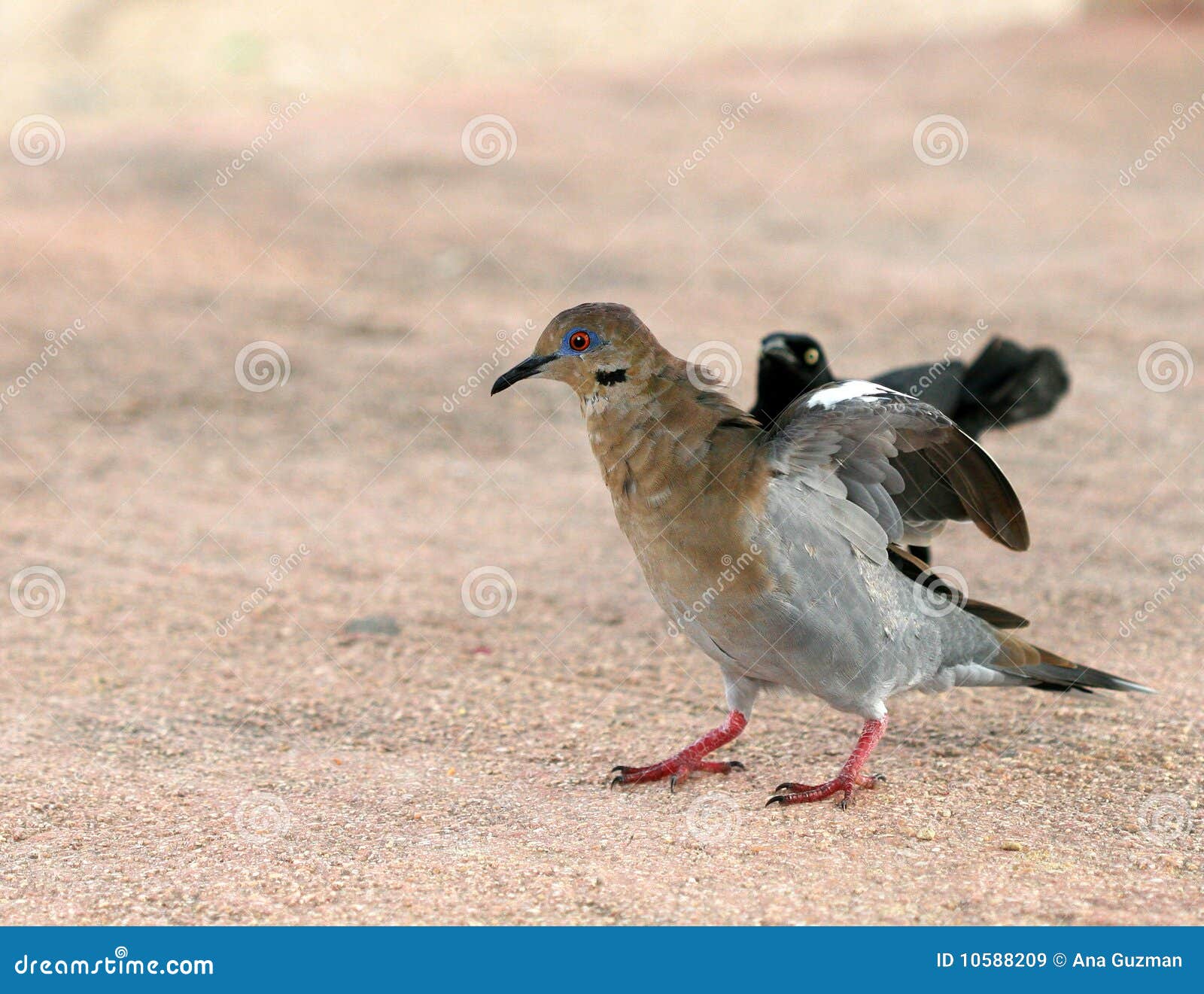 White-winged Dove stock image. Image of wing, winged - 10588209
