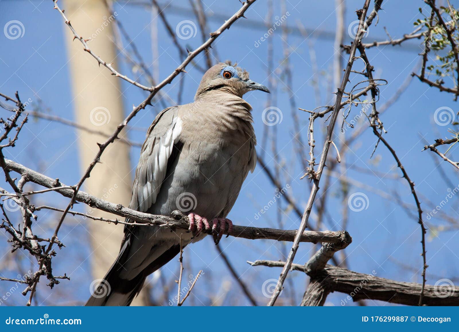 White Winged Dove on Branch Stock Image - Image of foul, winged: 176299887