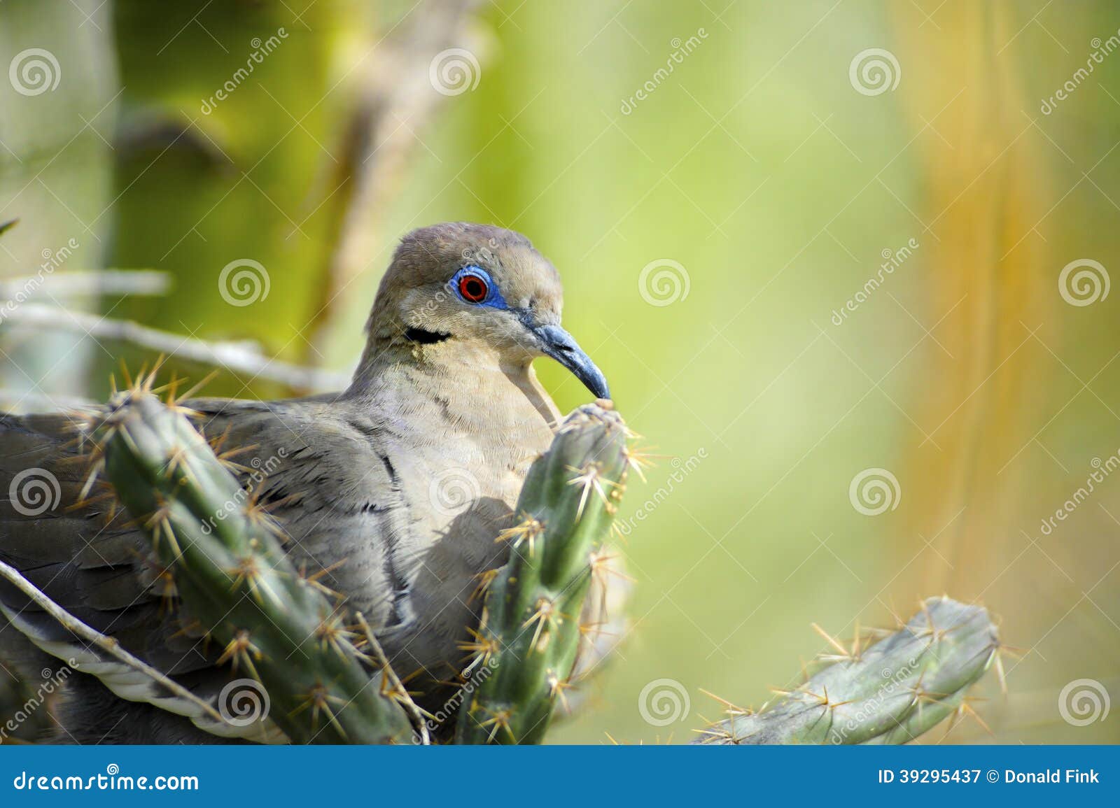 White-Winged Dove stock image. Image of nesting, southwest - 39295437