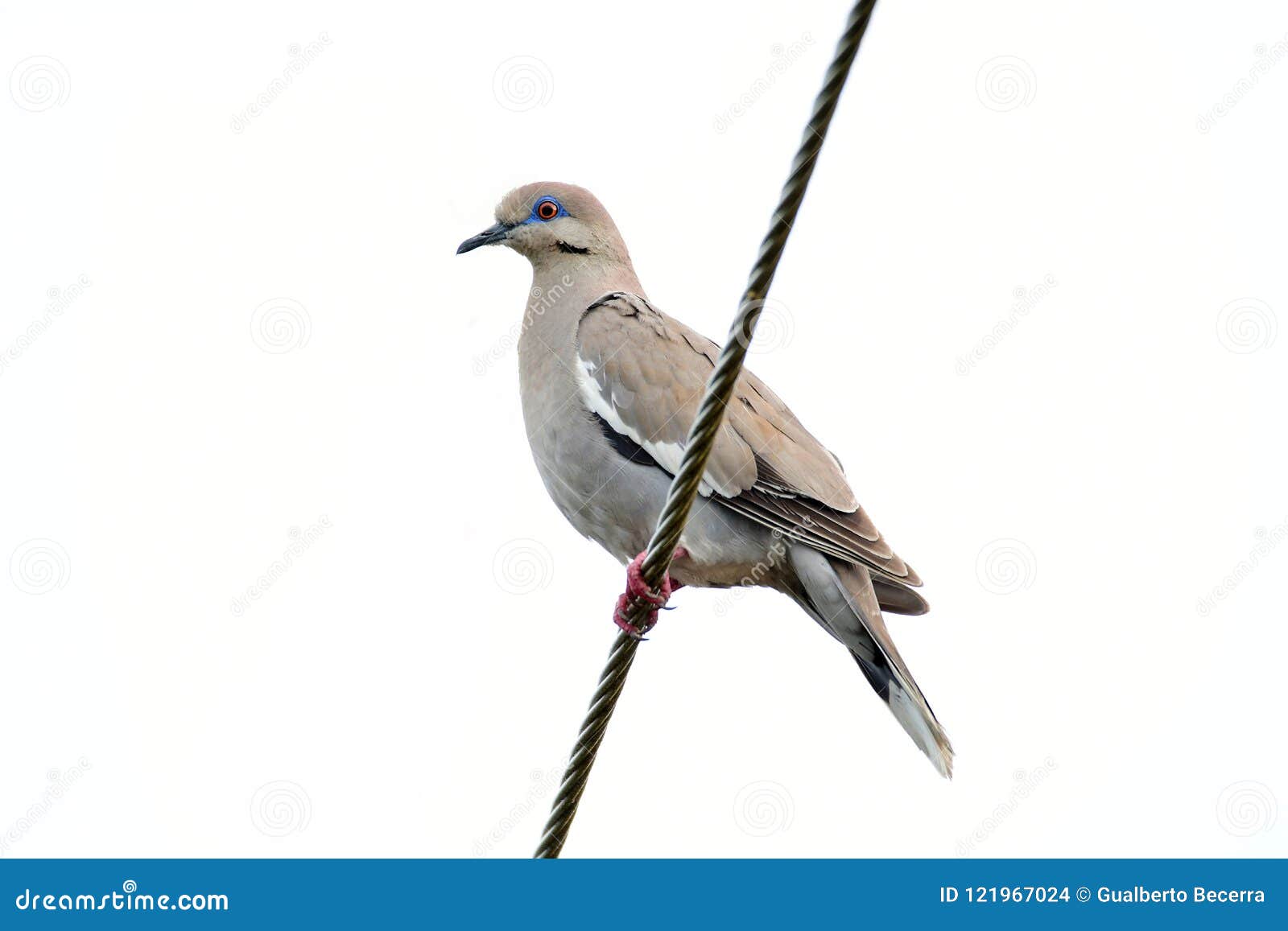 White Winged Dove on a Wire Stock Photo - Image of bird, panama: 121967024