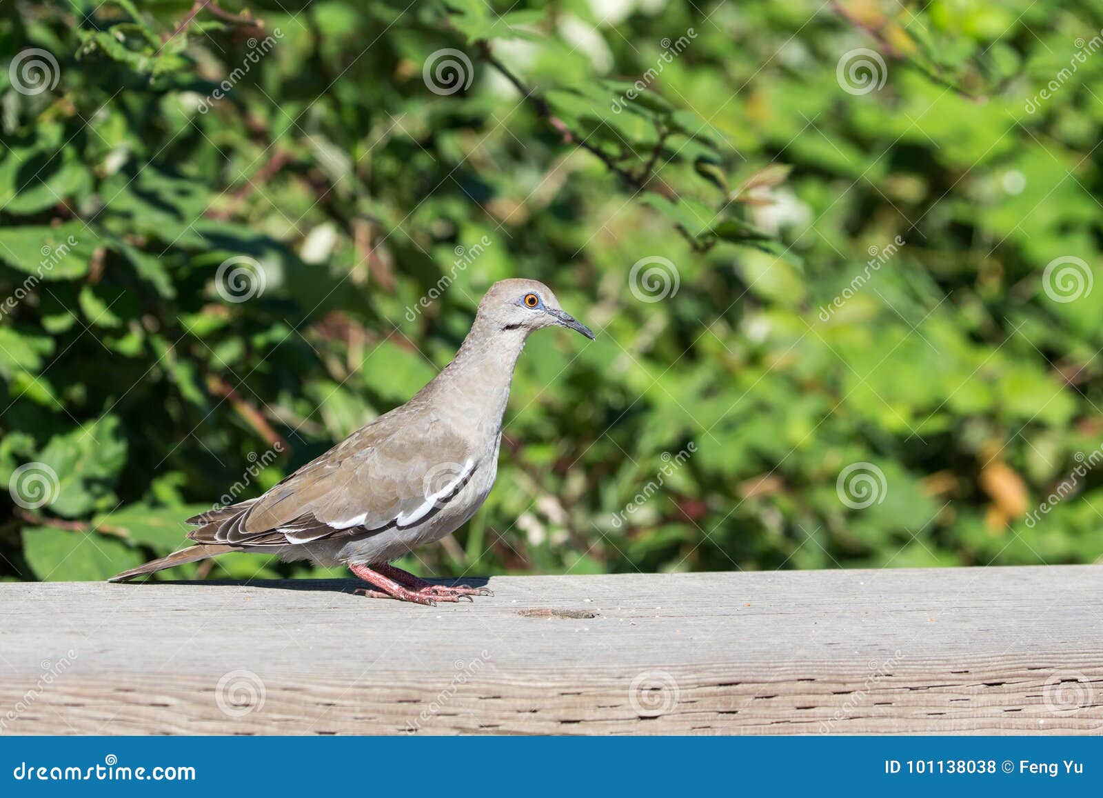 White winged Dove stock photo. Image of nature, bird - 101138038
