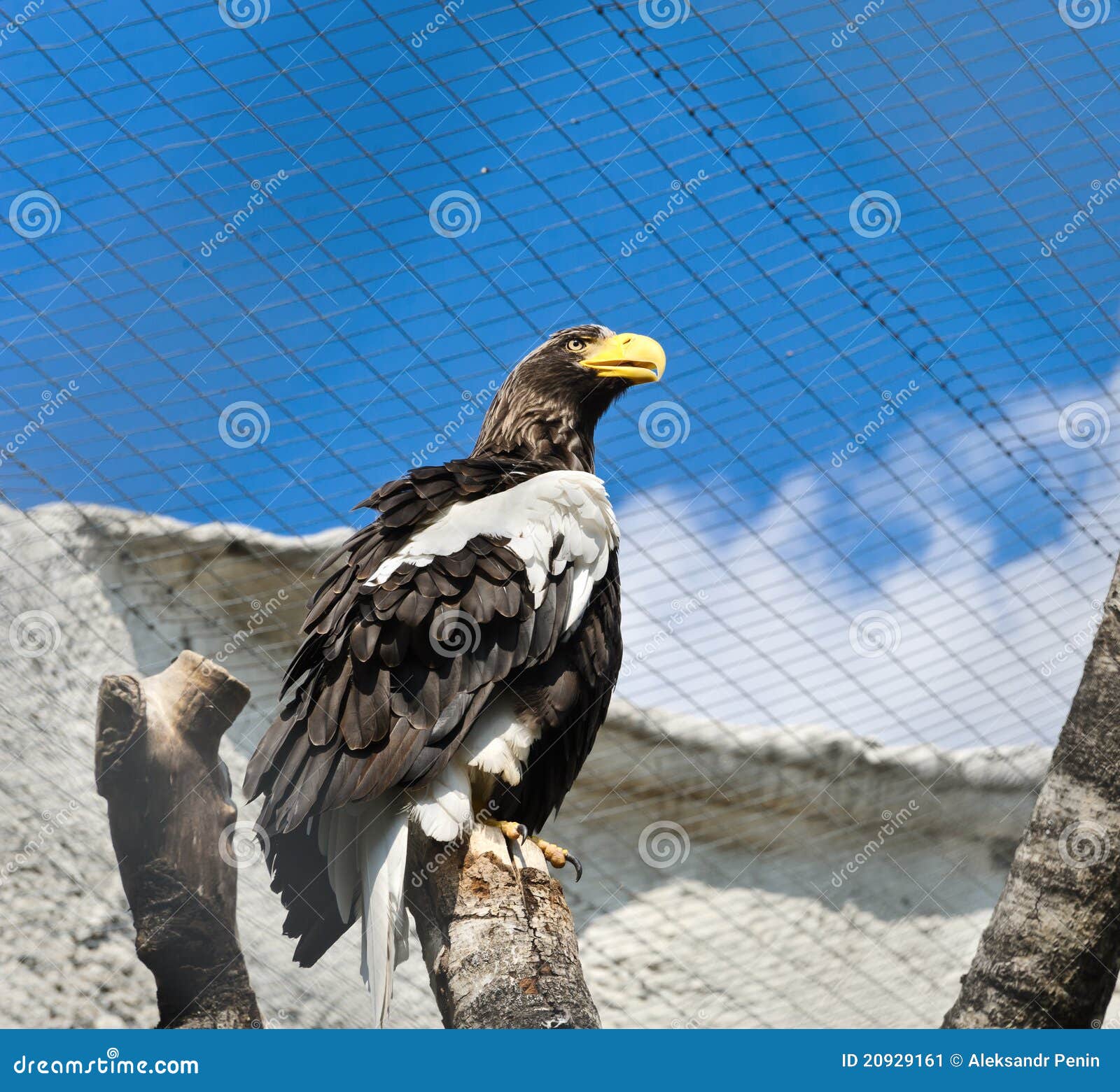 White-winged eagle stock image. Image of nature, falcon - 20929161