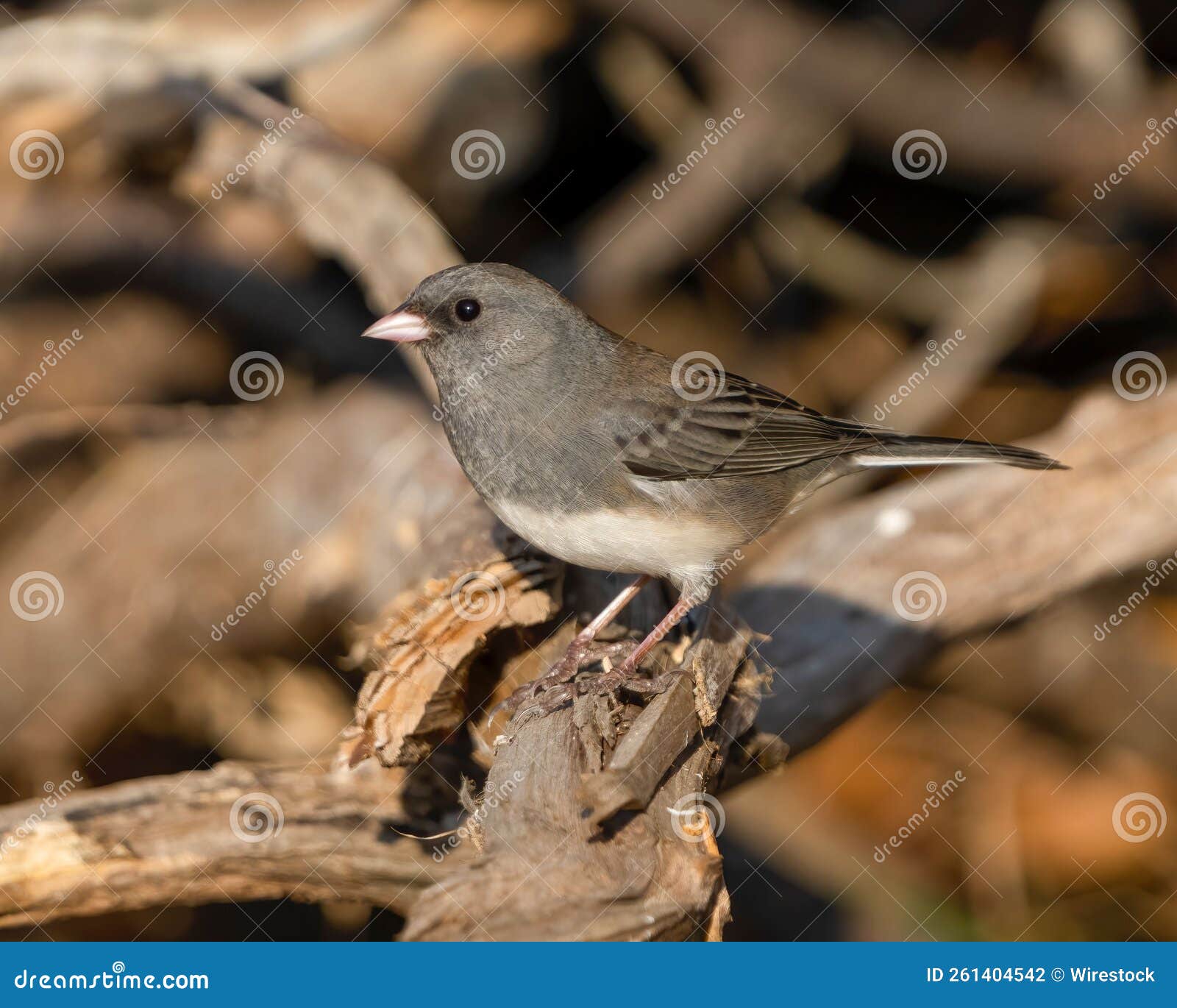 White-winged Junco Perching on the Sunlit Mossy Branch with Blurred Background Stock Photo ...