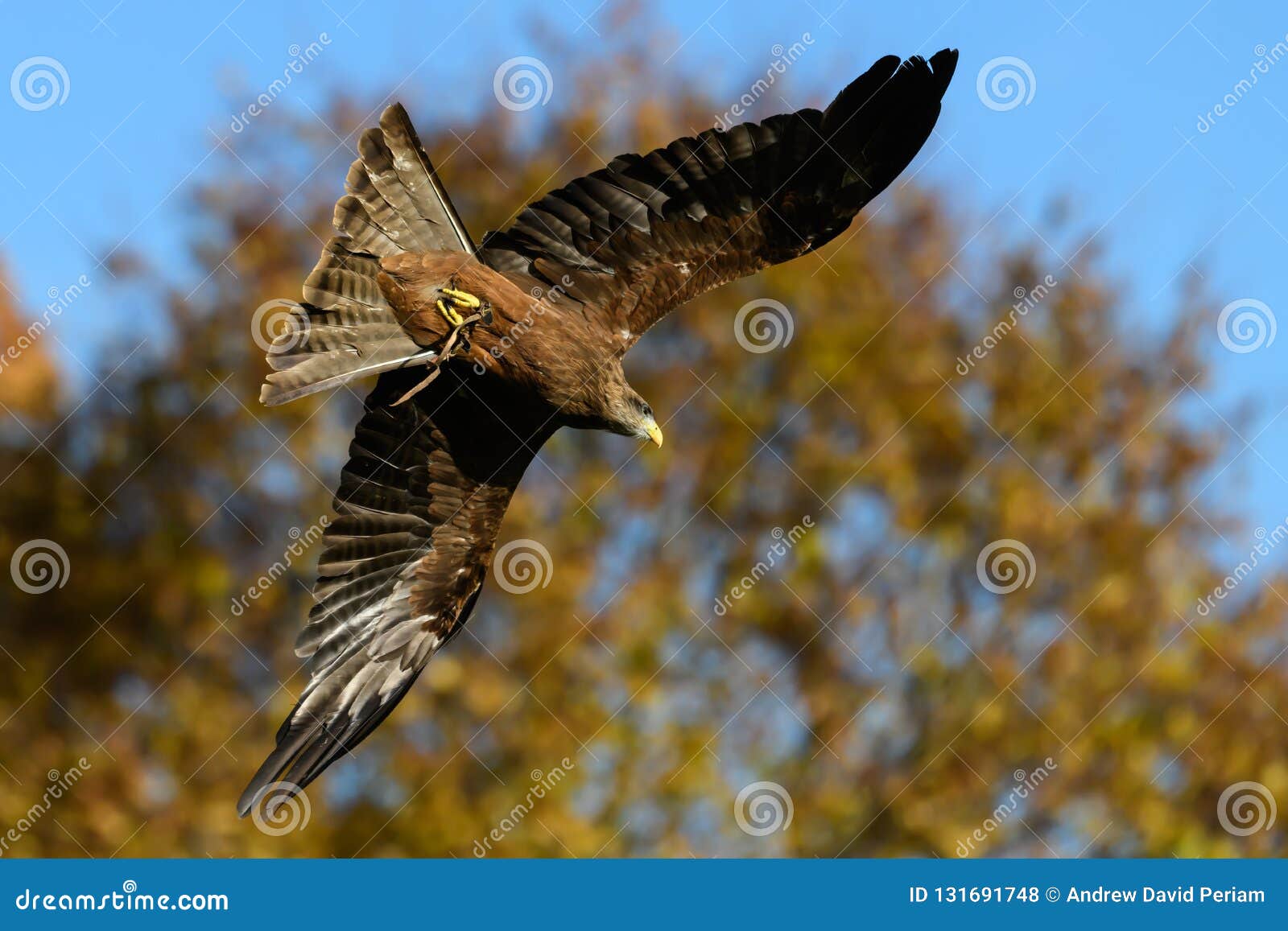 White winged Kite stock photo. Image of kite, winged - 131691748