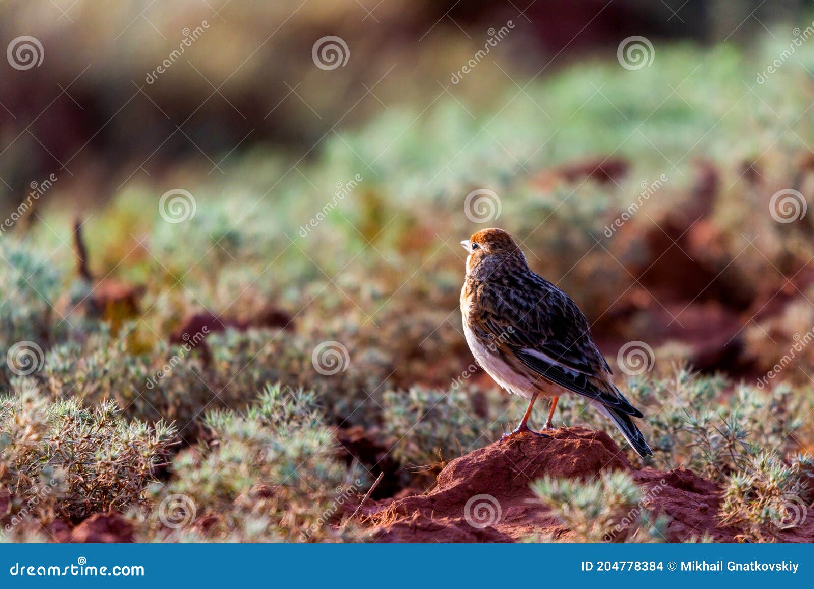 White-winged Lark or Alauda Leucoptera Sits on Ground Stock Photo ...