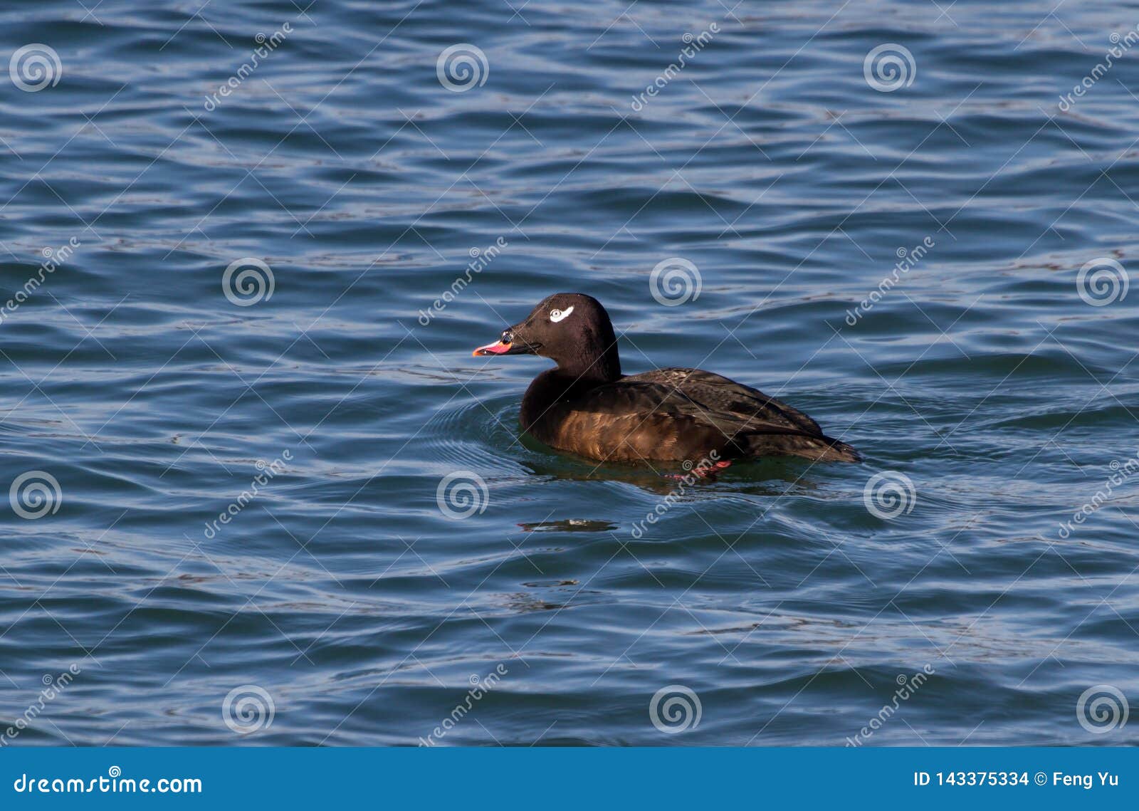 White winged Scoter stock photo. Image of nature, scoter - 143375334