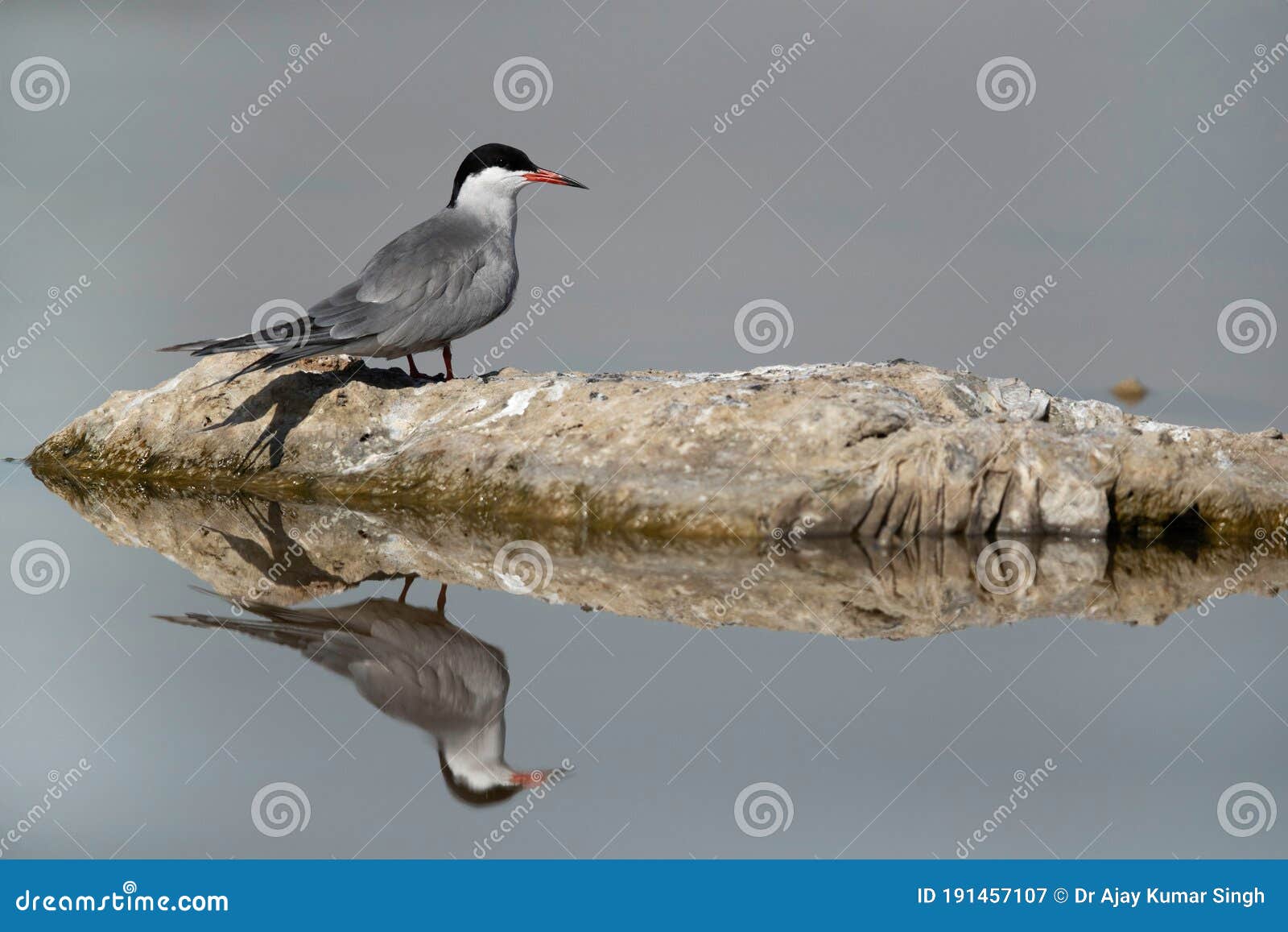 White-winged Tern and Dramatic Reflection on Water at Asker Marsh ...