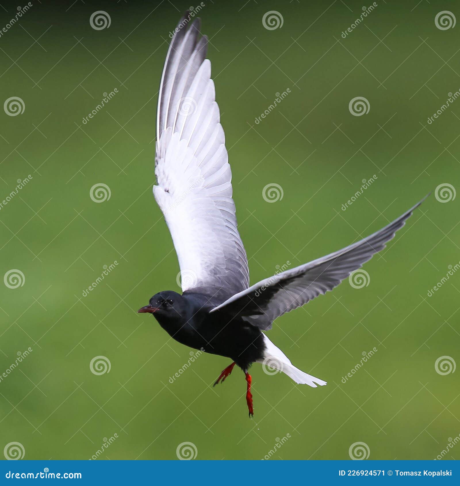 The White-winged Tern in Flight Stock Image - Image of bird ...