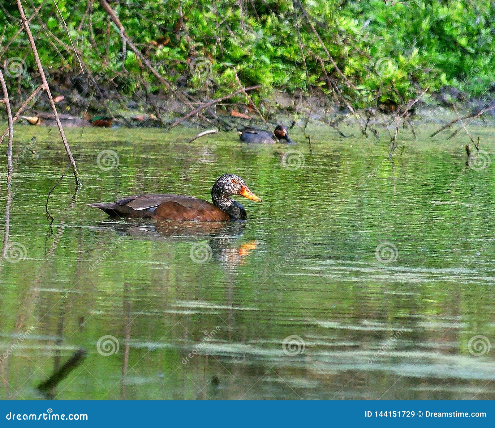 White winged wood duck stock image. Image of national - 144151729