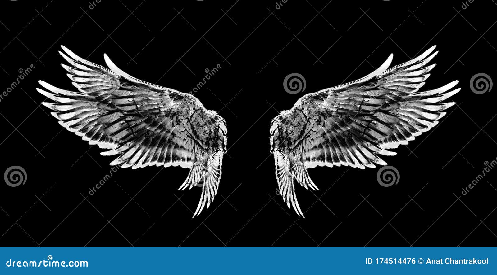 White Wings of Bird on Black Background Stock Photo - Image of shiny ...