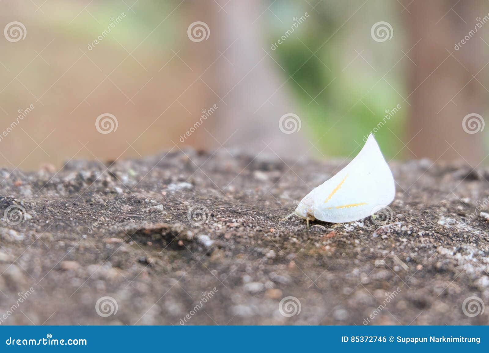 White Wings Butterfly Moth Rest on Stone. Beautiful Tiny Insect ...