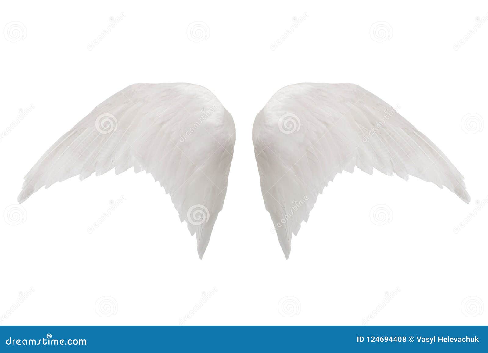 White wings isolated stock photo. Image of symbol, feather - 124694408
