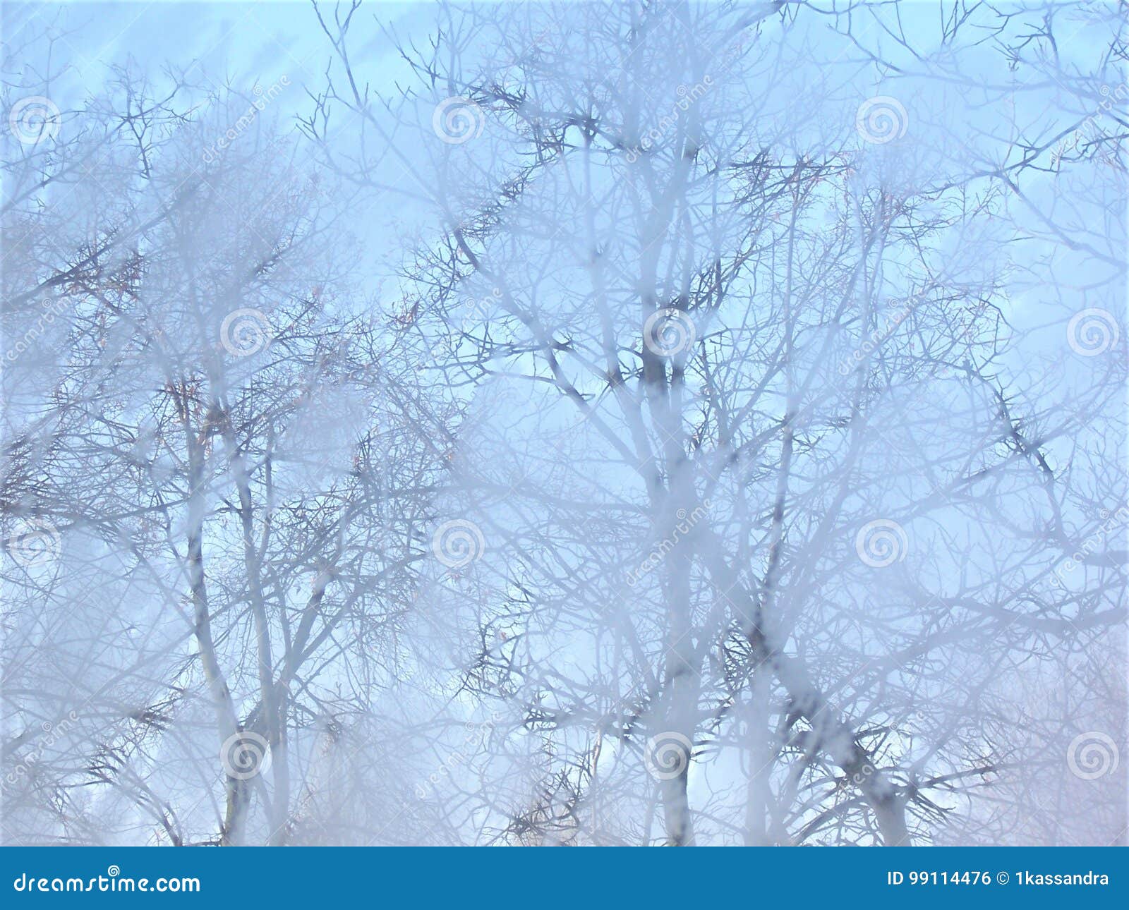 Trees in winter stock photo. Image of nature, white, foam - 99114476