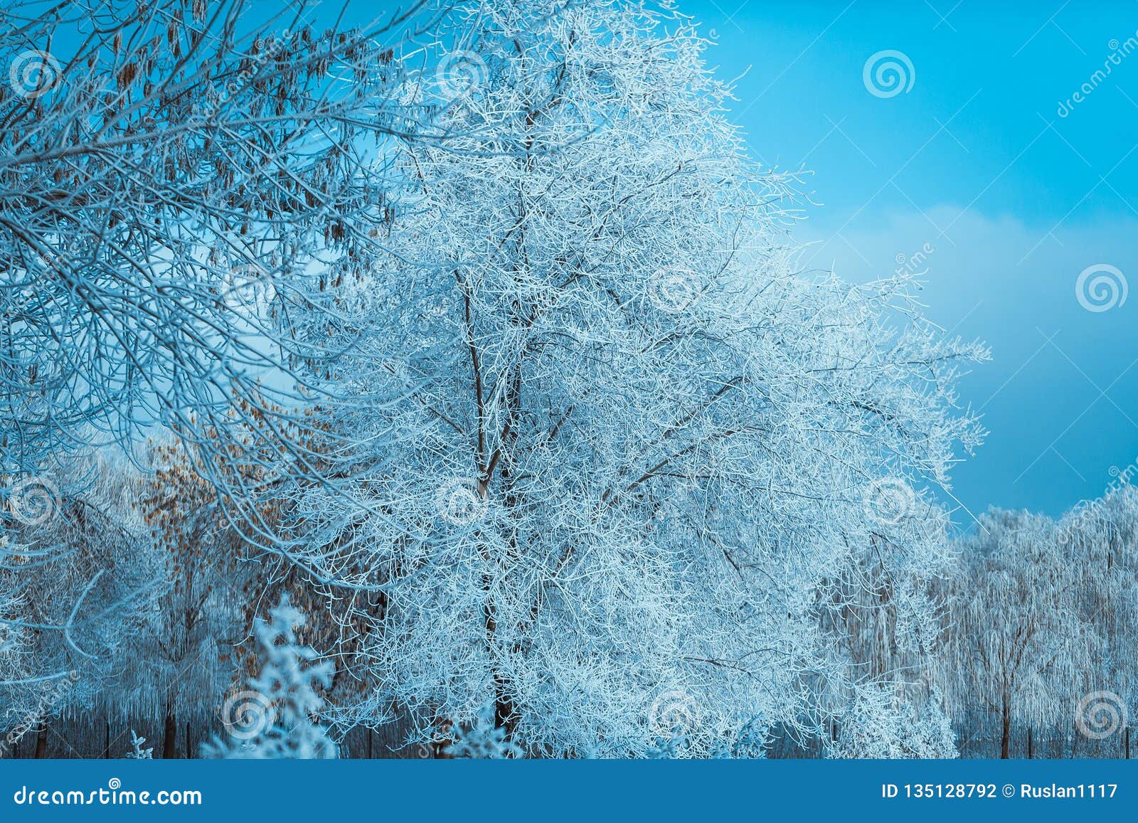 White Winter Forest on Blue Sky Background Stock Photo - Image of ...