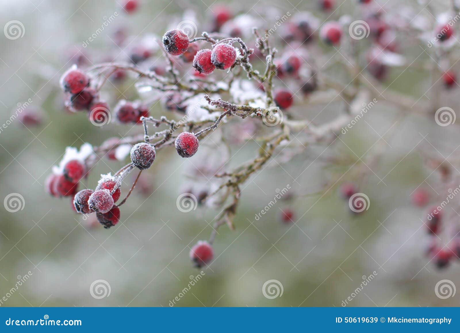 White Winter - Frozen Fruit Tree Rowan Stock Image - Image of area ...