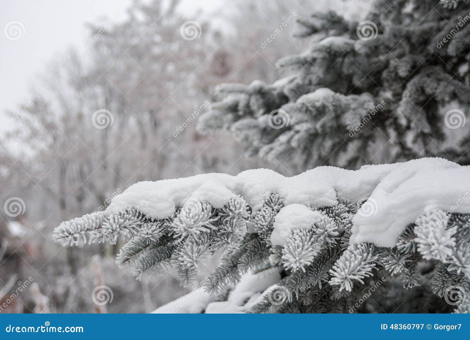White Winter Fur-tree Branch in Forest Stock Image - Image of card ...
