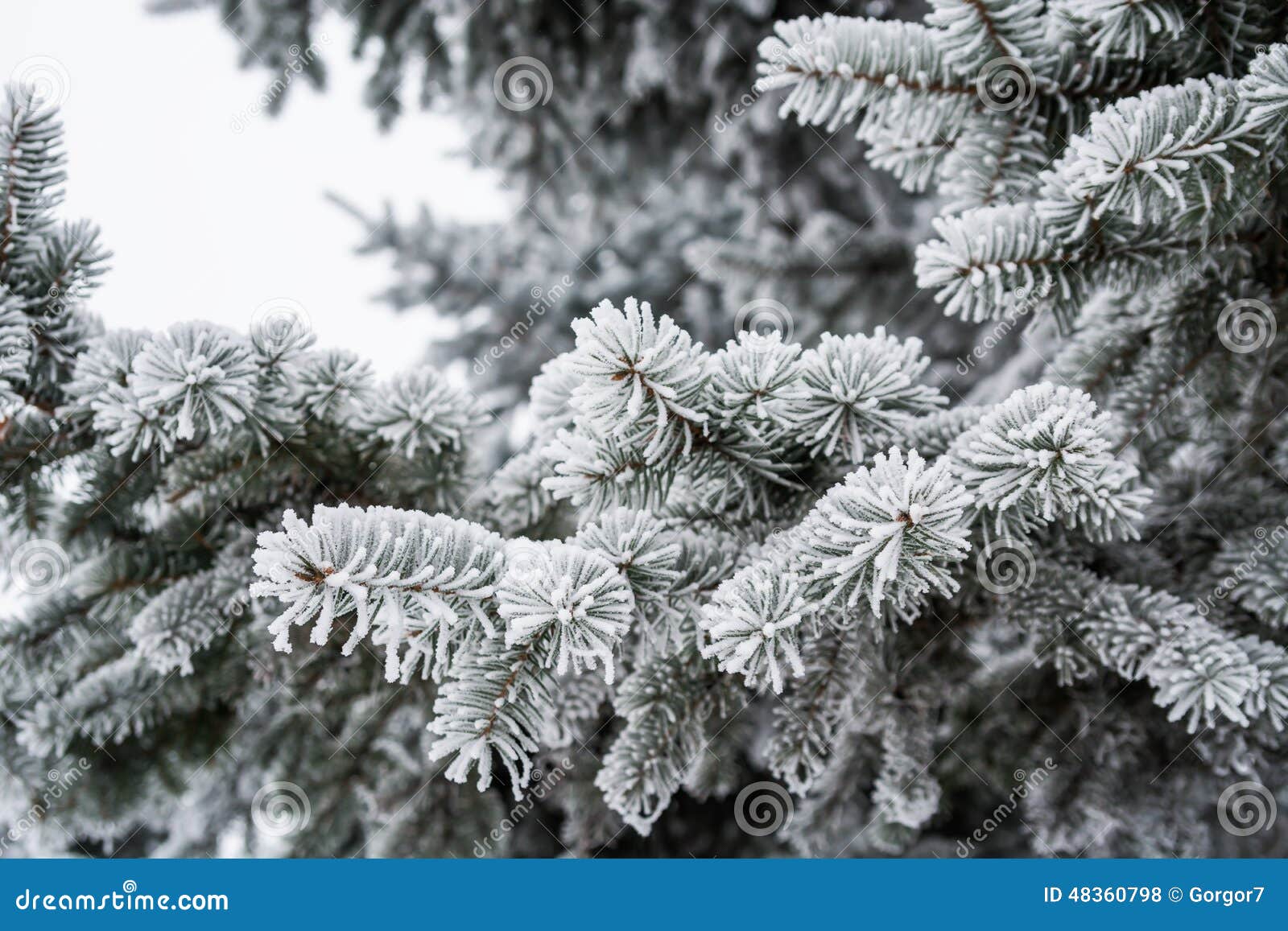 White Winter Fur-tree Branch in Forest Stock Photo - Image of forest ...