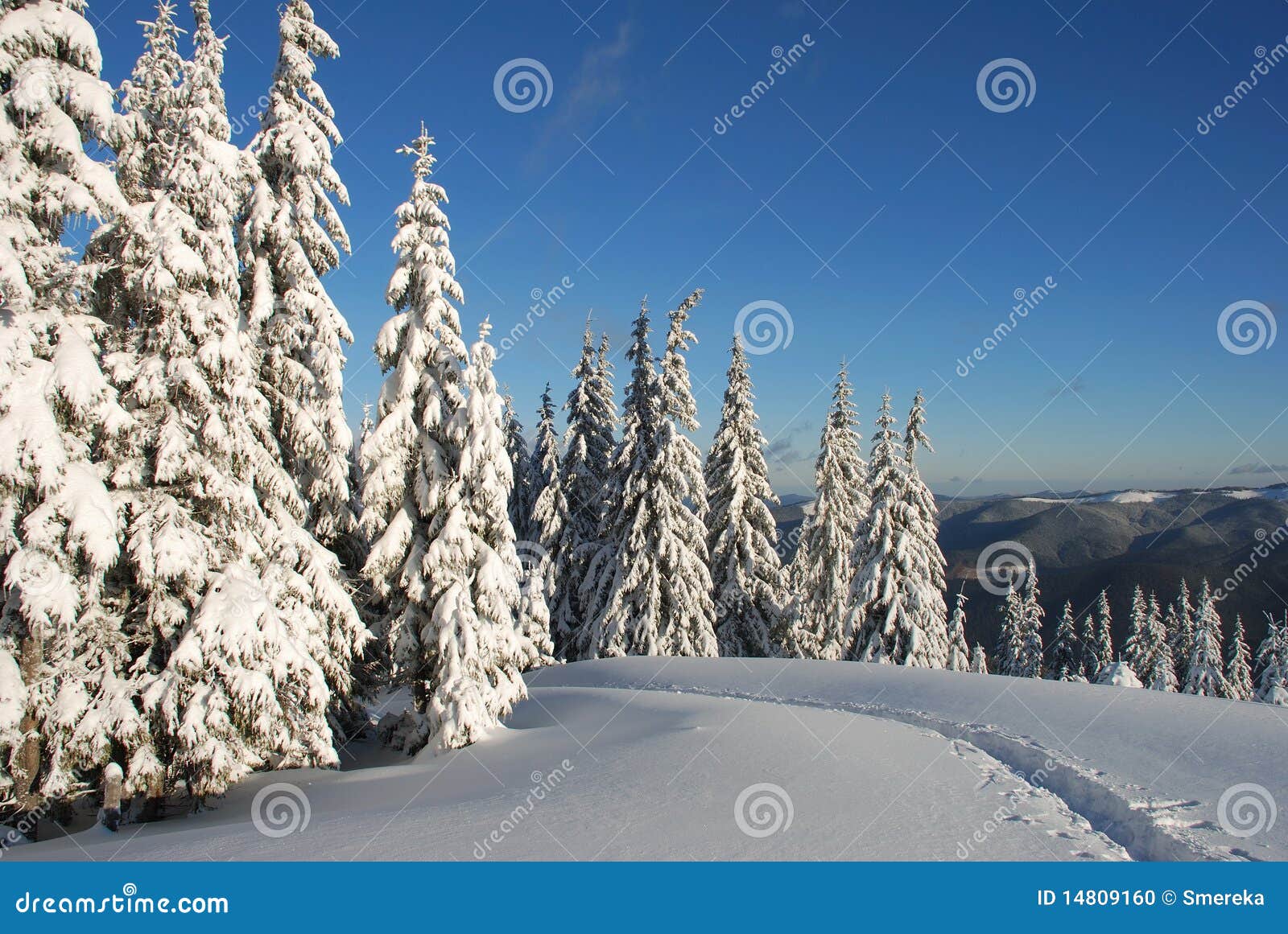 White Winter Fur-trees on a Hillside with a Track. Stock Photo - Image ...