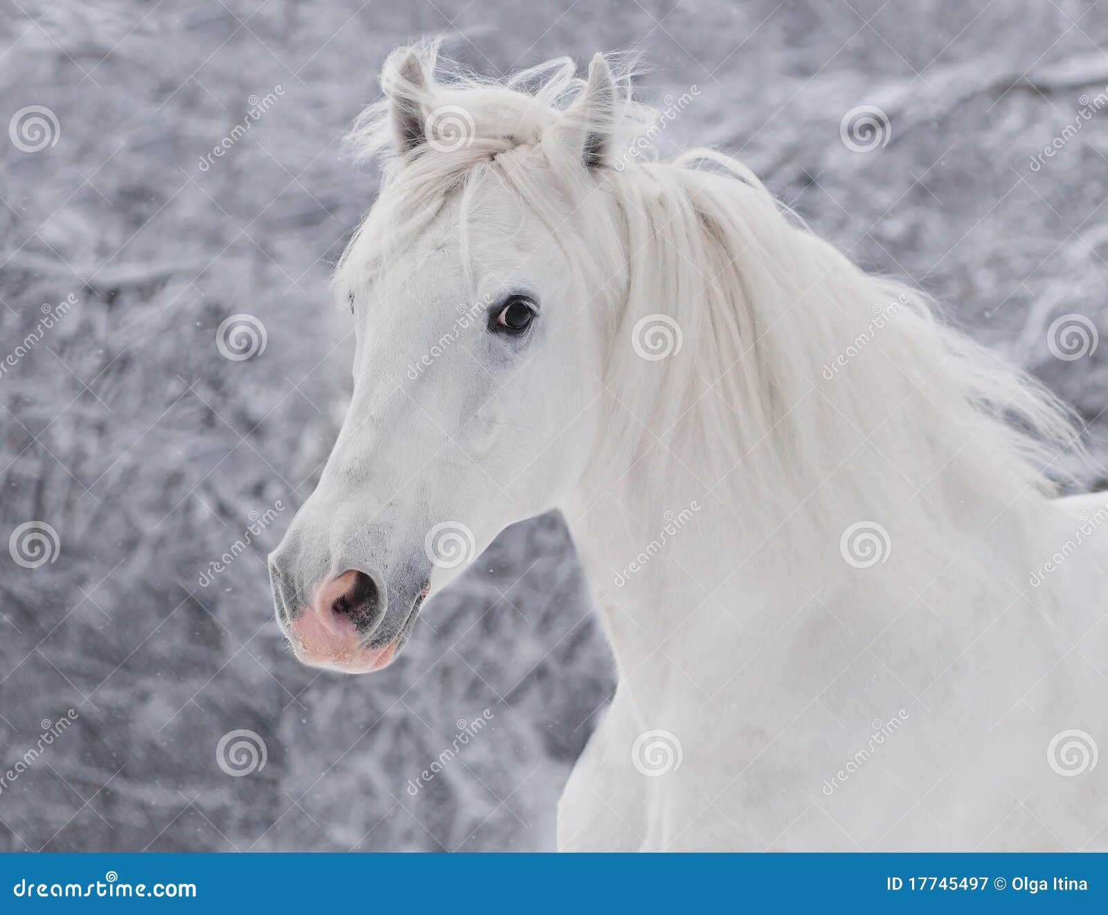 White Winter Horse Portrait Stock Image - Image of motion, orlov: 17745497