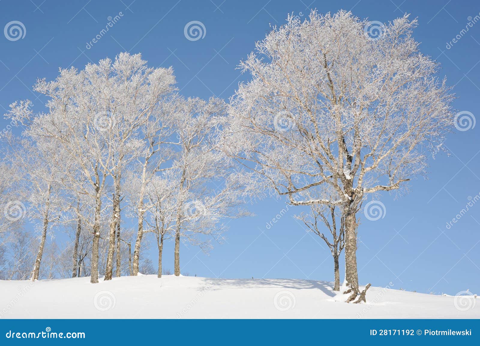 White Winter Landscape With A Snow-covered Tree Stock Photo - Image ...