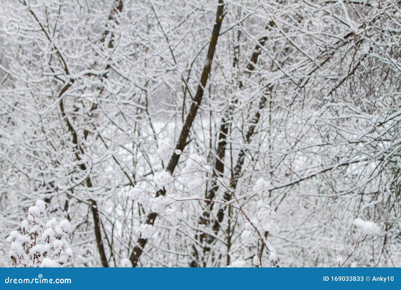 White Winter Landscape with Snowfall Stock Image - Image of frosty ...