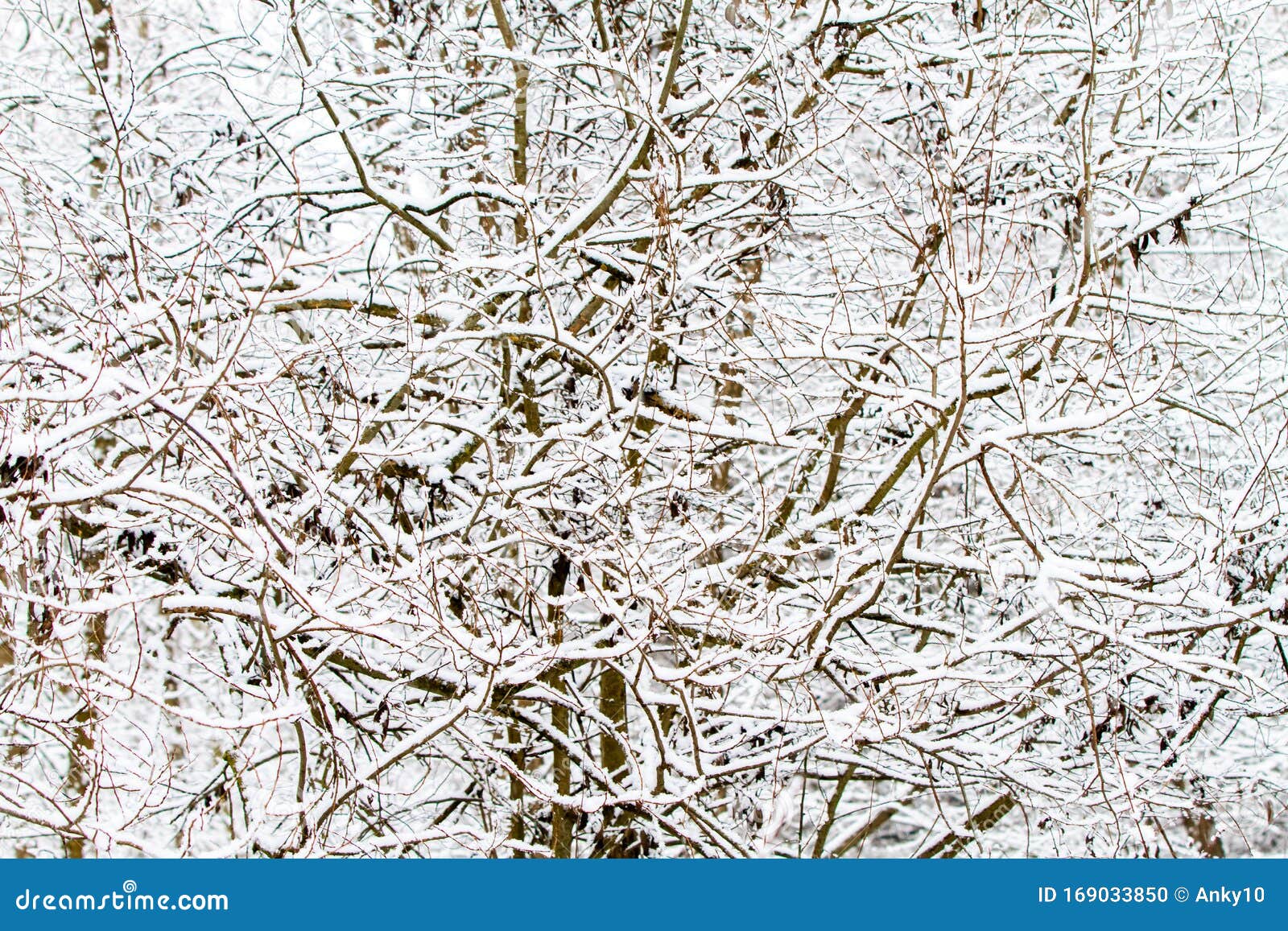 White Winter Landscape with Snowfall Stock Photo - Image of frosty ...