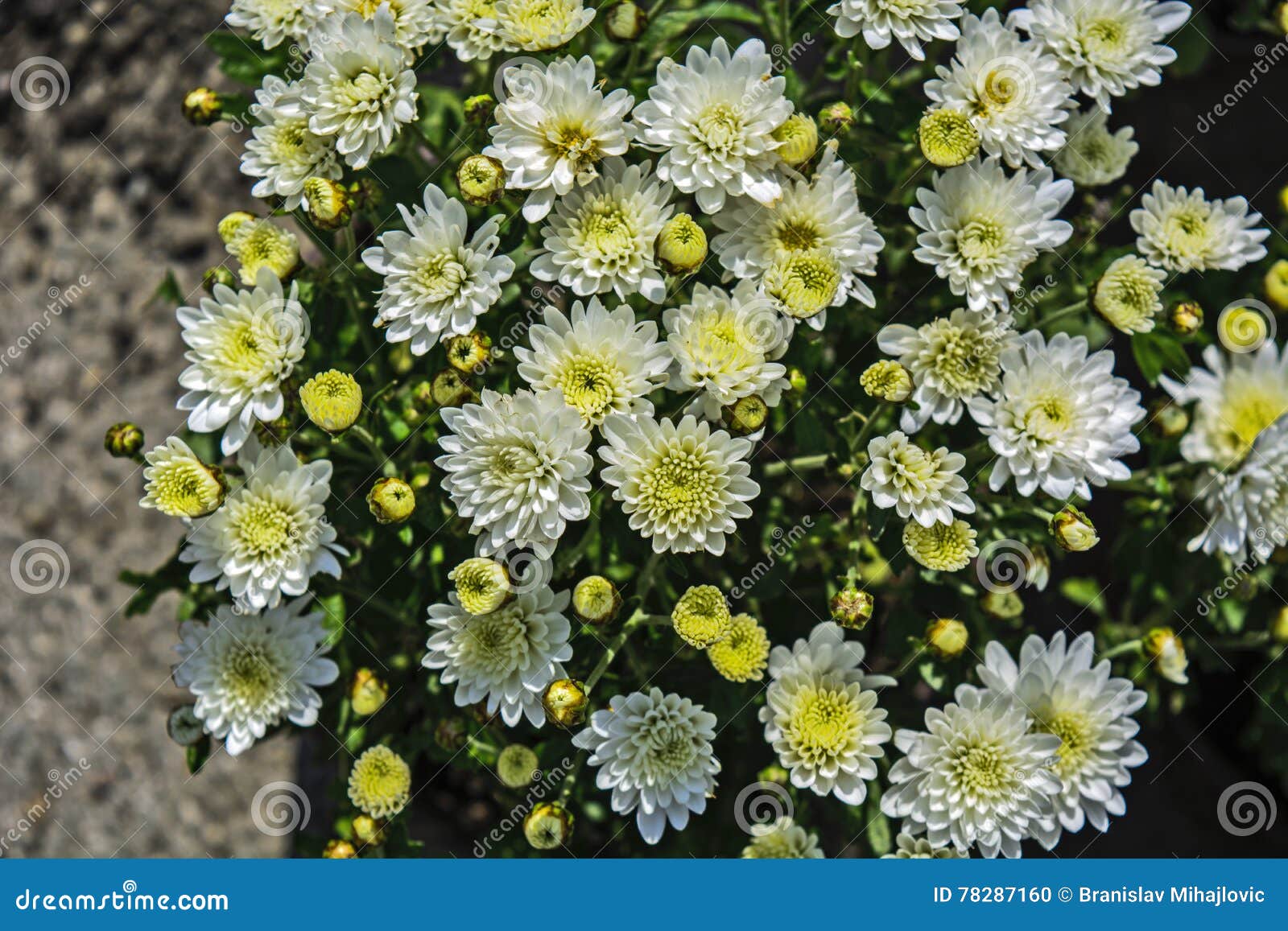 White winter roses stock photo. Image of bouquet, winter - 78287160