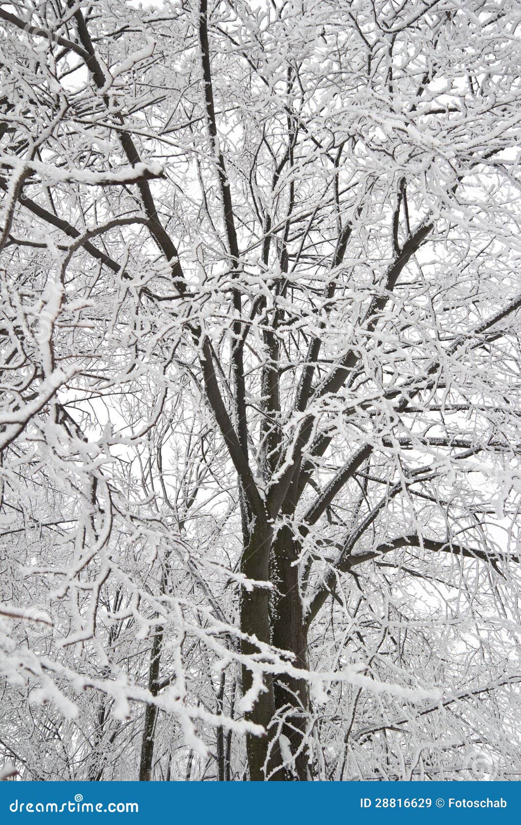 White winter tree stock image. Image of land, frost, cold - 28816629