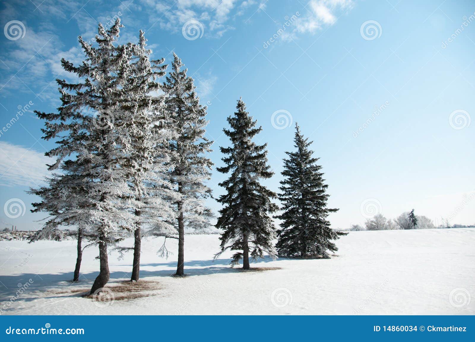 White Winter Trees stock photo. Image of branches, fresh - 14860034