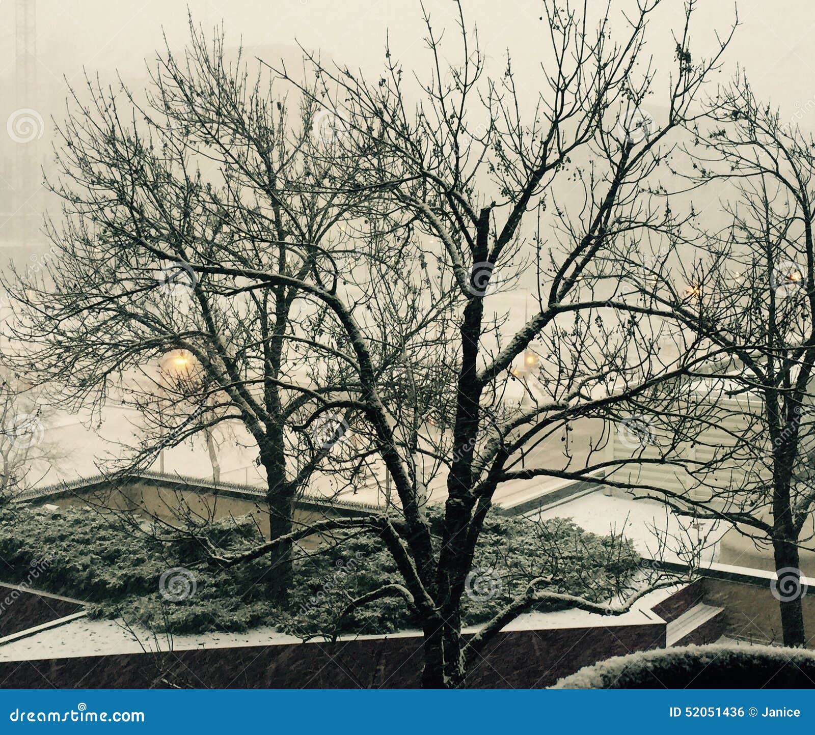 White winter trees stock photo. Image of white, winter - 52051436