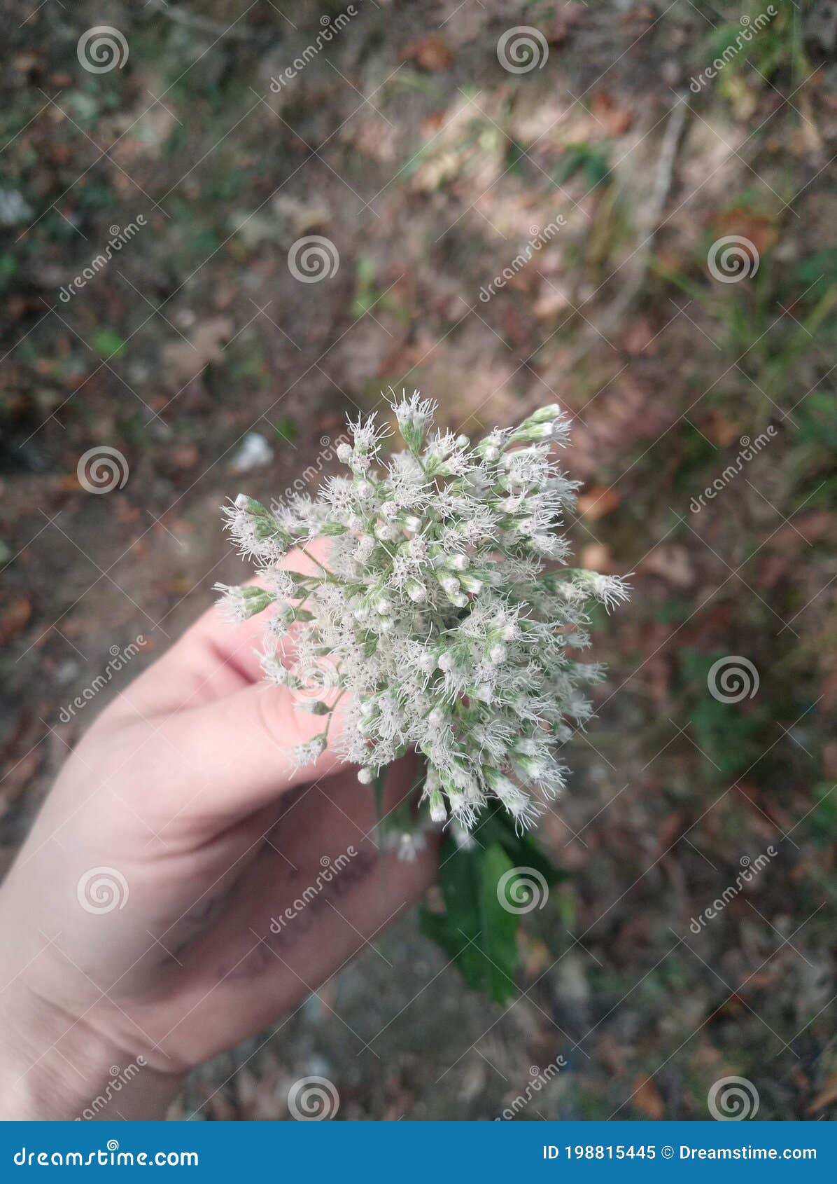 White wold flower stock image. Image of soil, plant - 198815445