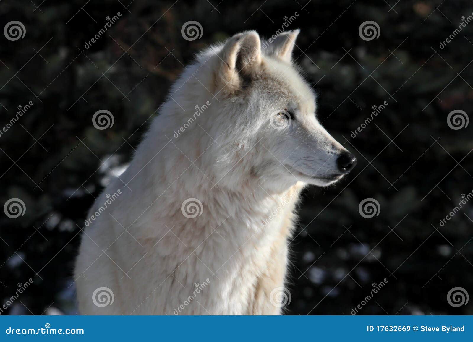 White Wolf stock image. Image of timber, wild, lupus - 17632669