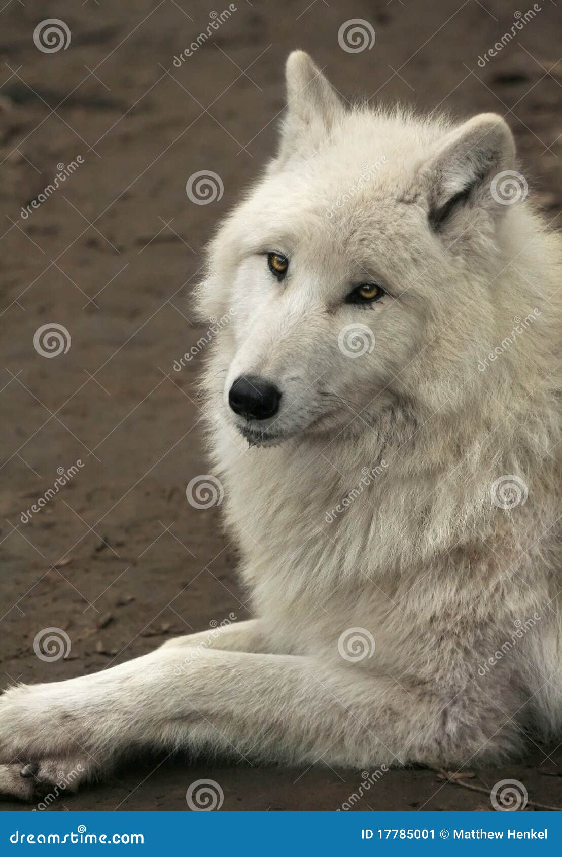 White wolf stock image. Image of untamed, fluffy, white - 17785001