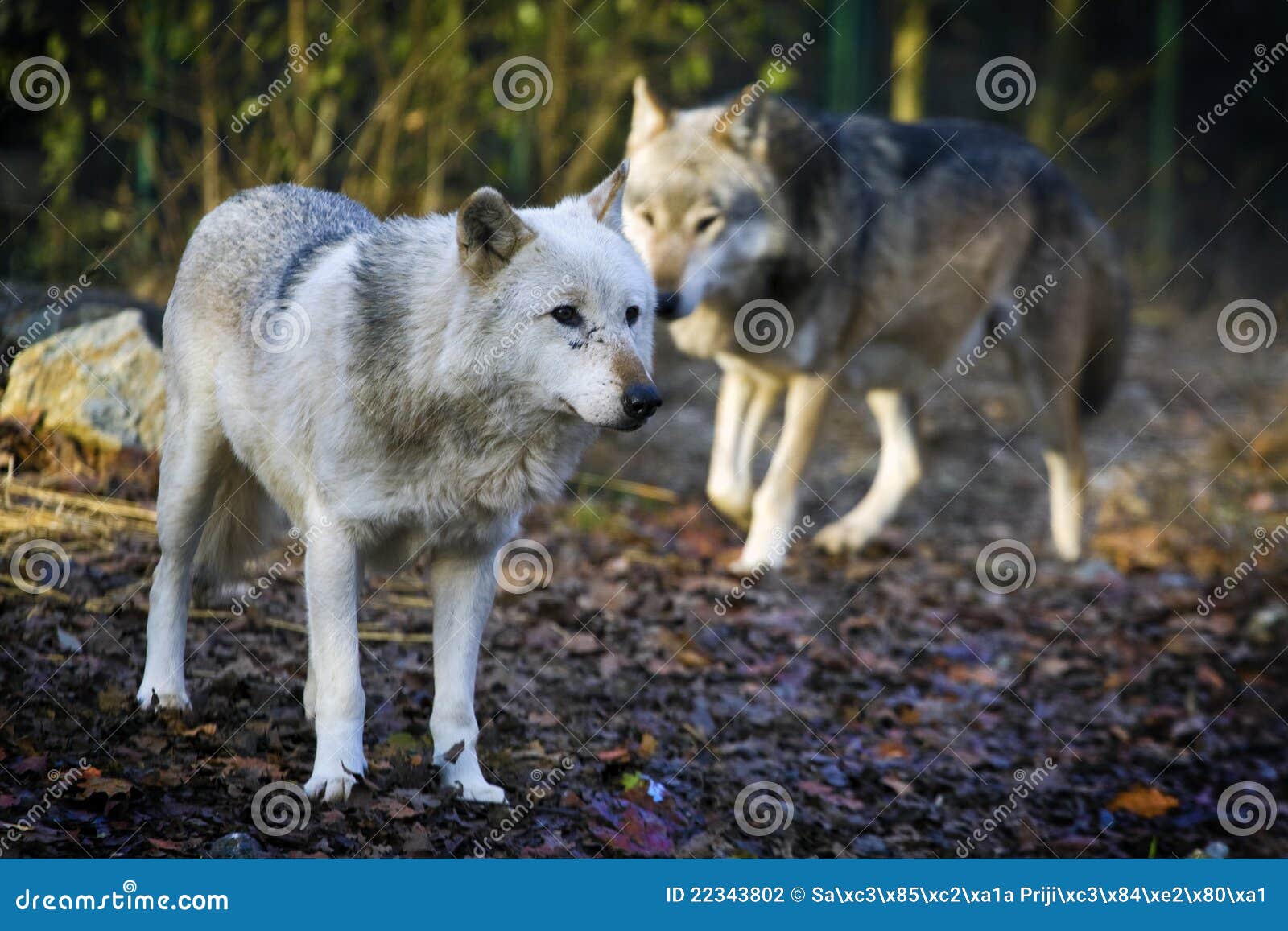 White wolf stock photo. Image of autumn, wildlife, stalking - 22343802