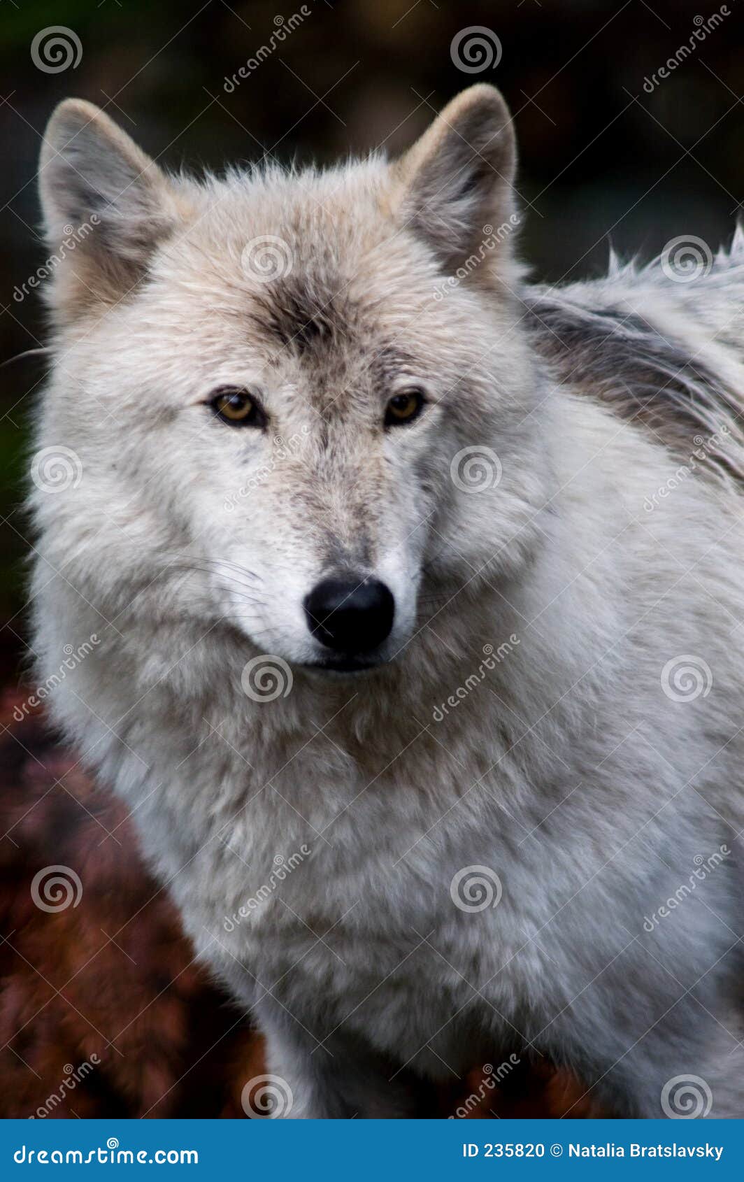British Columbian Wolf