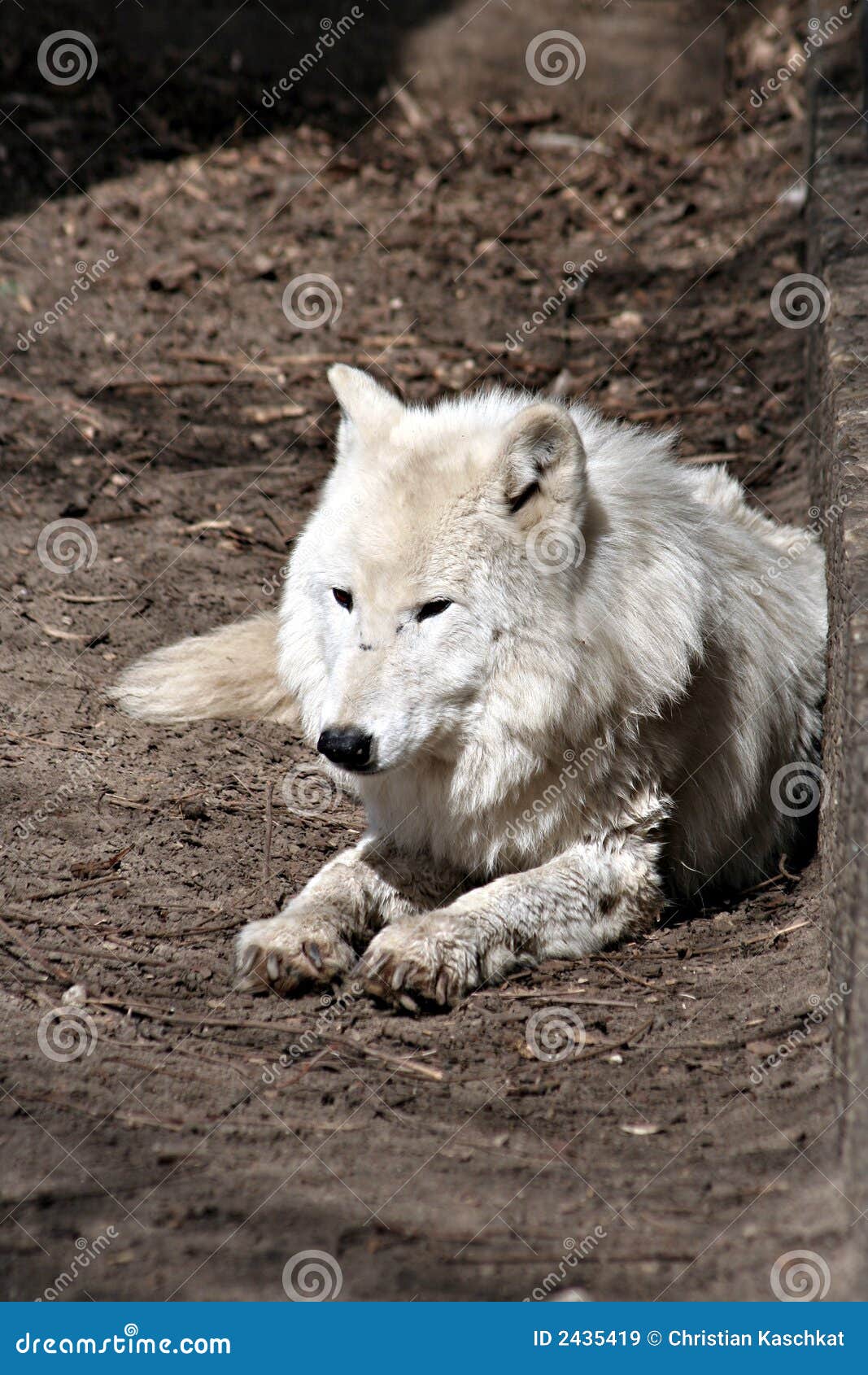 Waheela Stock Photos - Free & Royalty-Free Stock Photos from Dreamstime