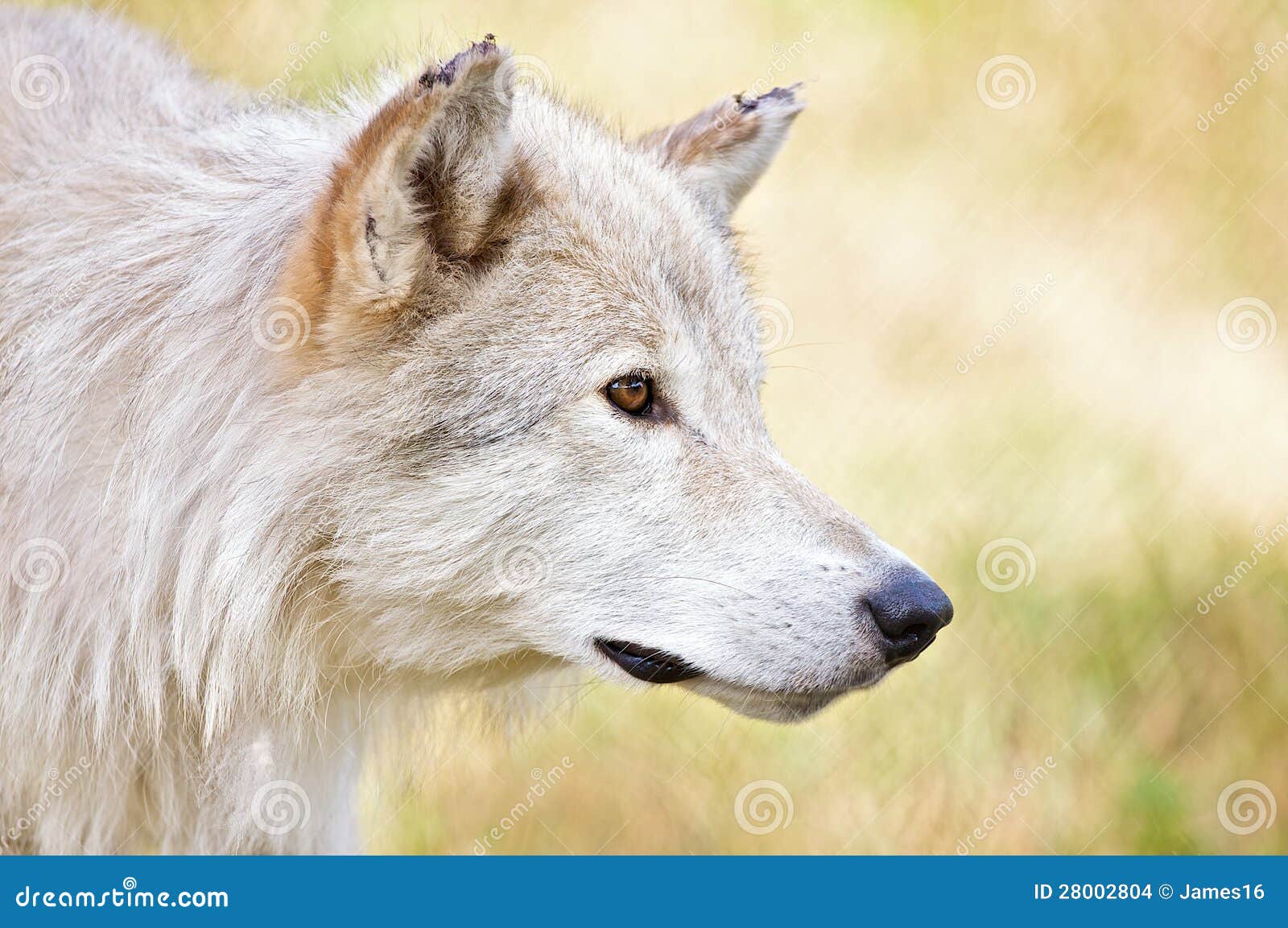White Wolf stock photo. Image of hunger, danger, grass - 28002804