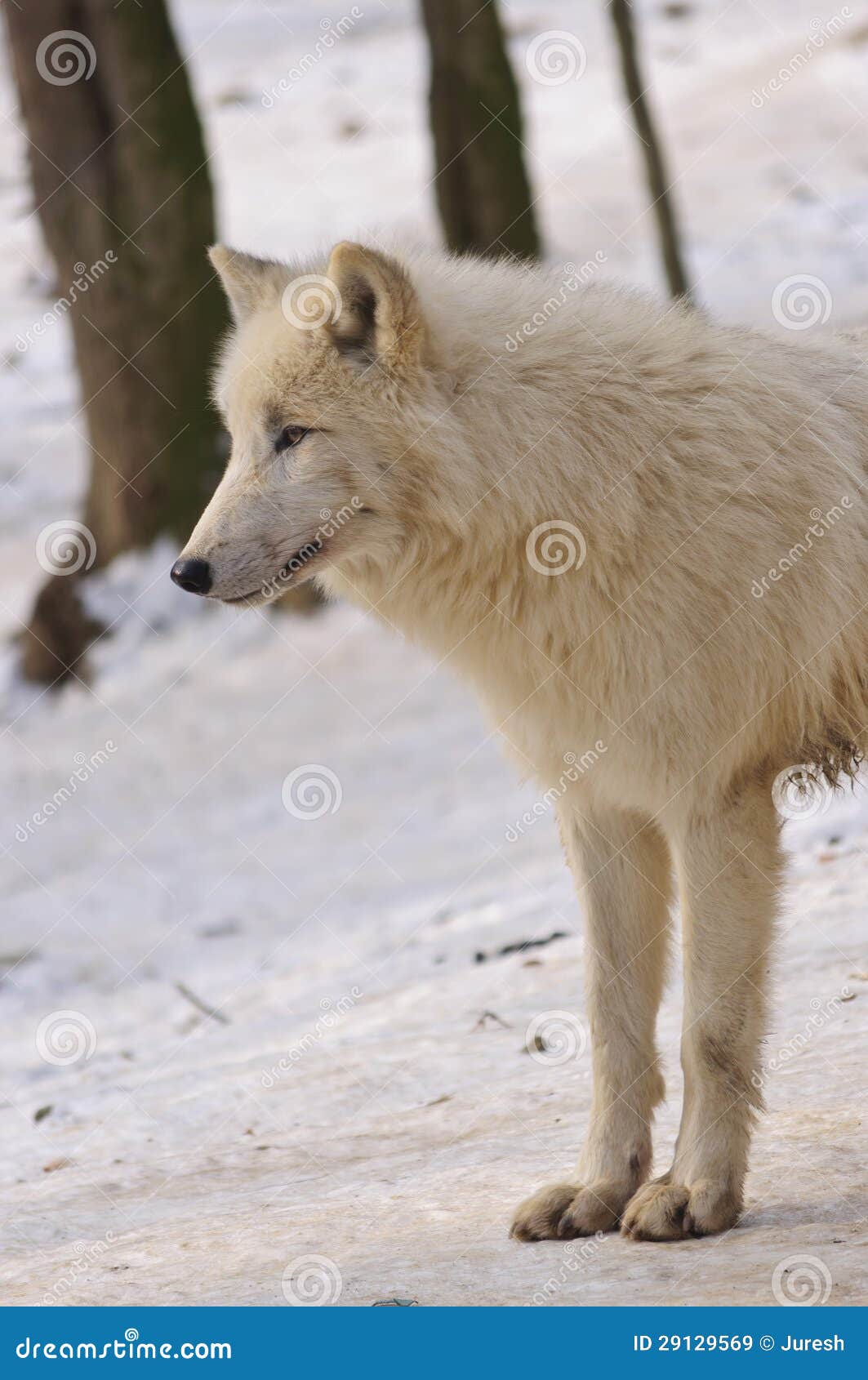 White wolf stock image. Image of head, black, fierce - 29129569