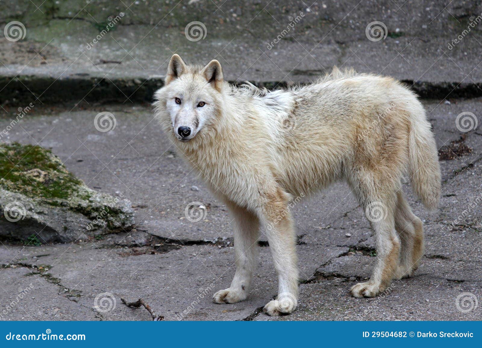 White wolf stock photo. Image of wolf, mammal, carnivore - 29504682