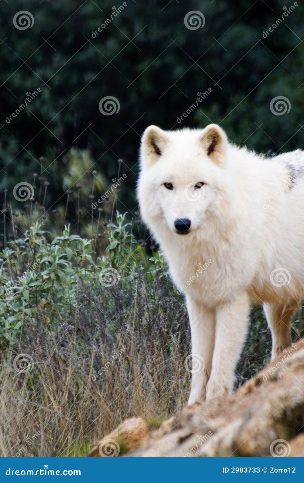 White Wolf stock image. Image of animal, savage, wildlife - 2983733