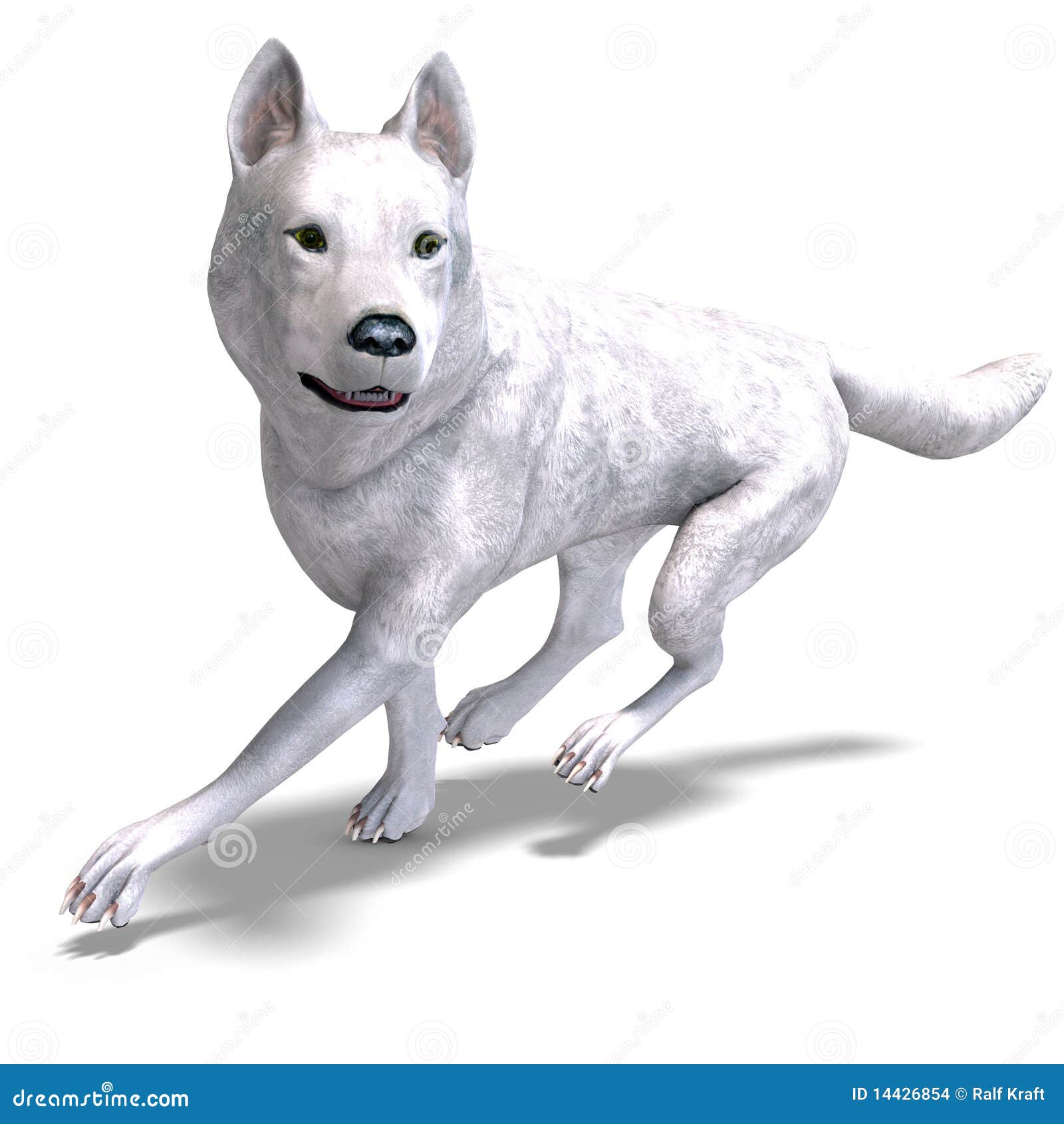 White Wolf. 3D Rendering with Clipping Path and Stock Illustration ...