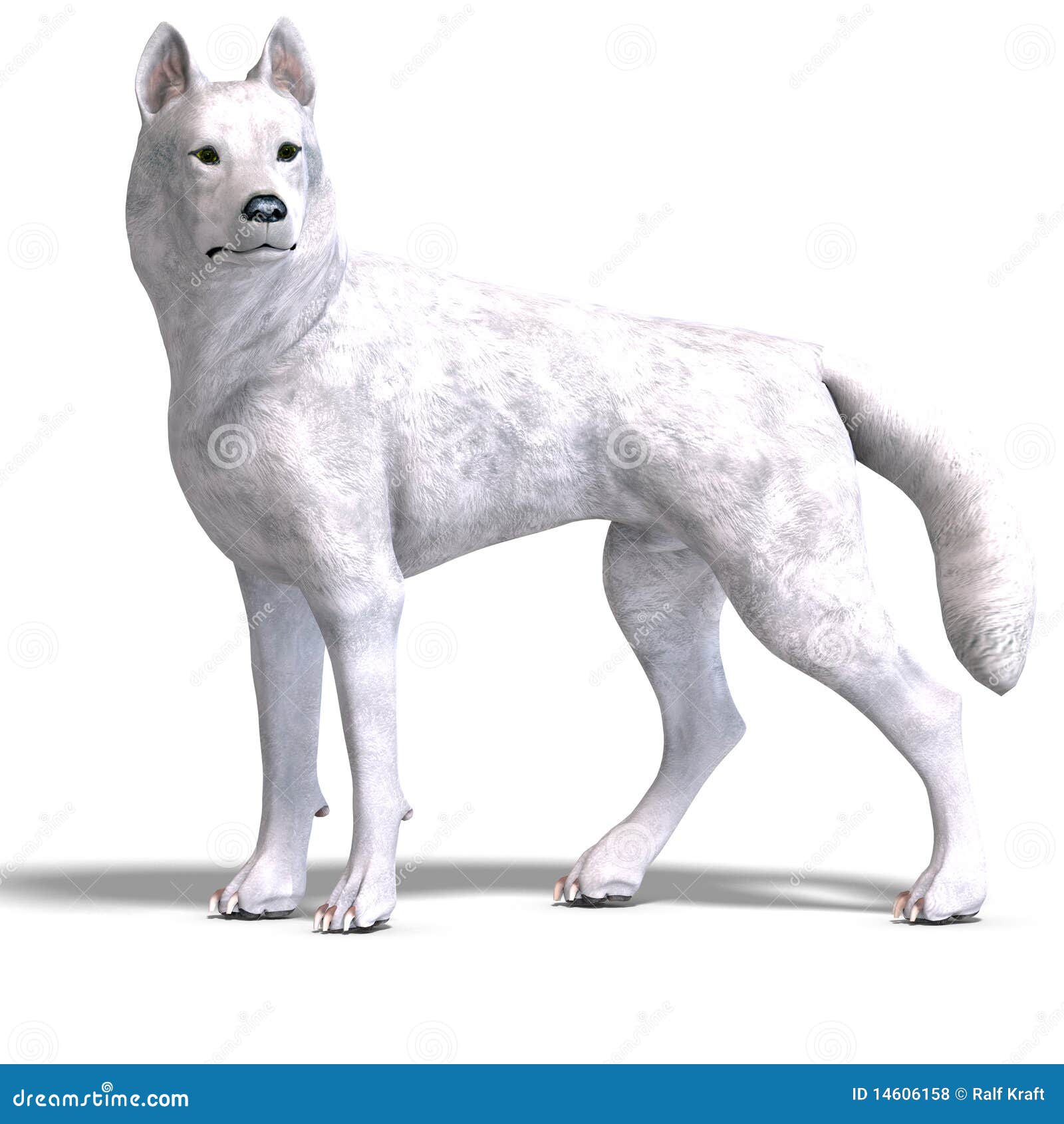 White Wolf. 3D Rendering with Clipping Path and Stock Illustration ...
